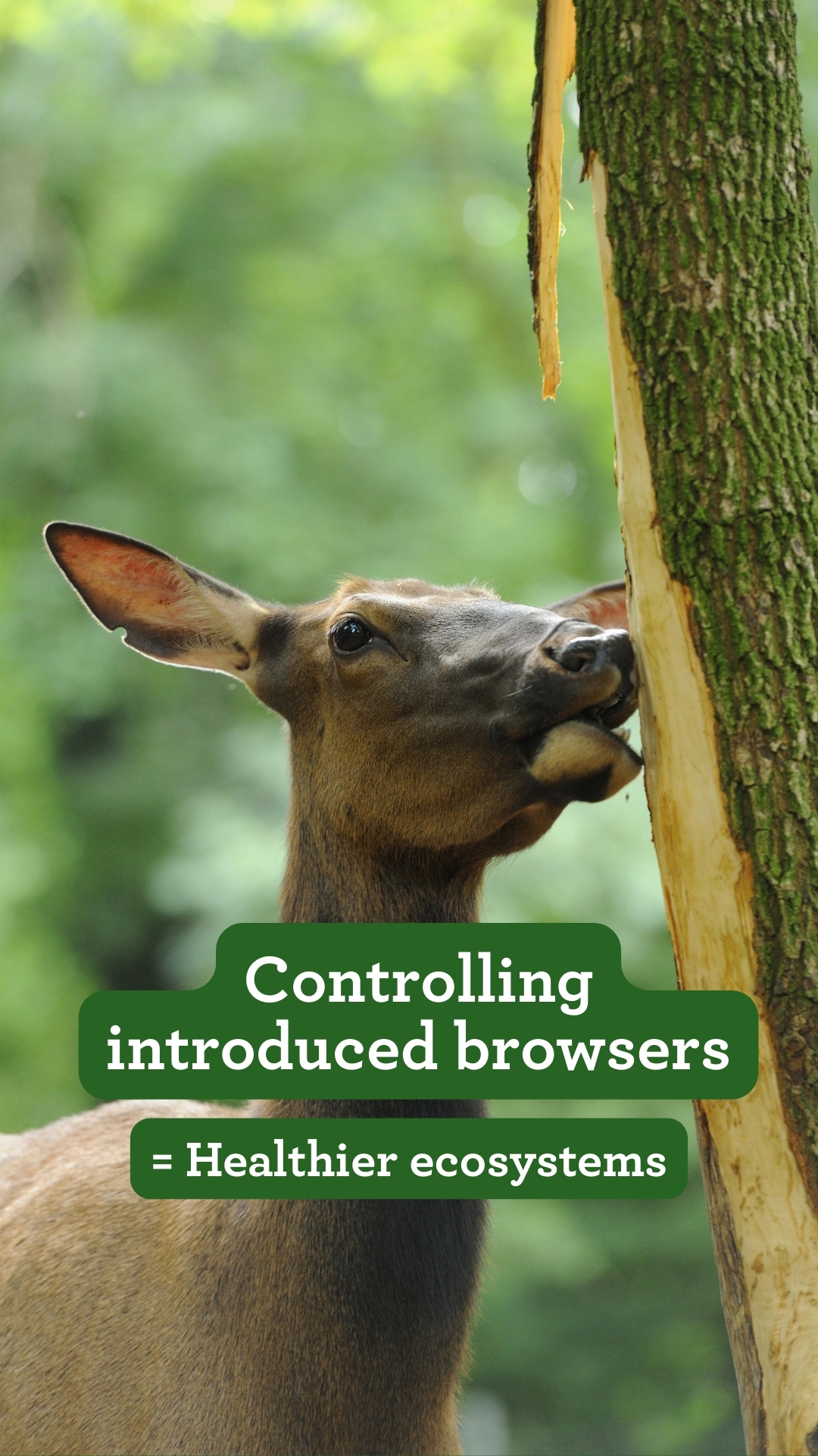 Choose Nature-based solutions | Forest and Bird