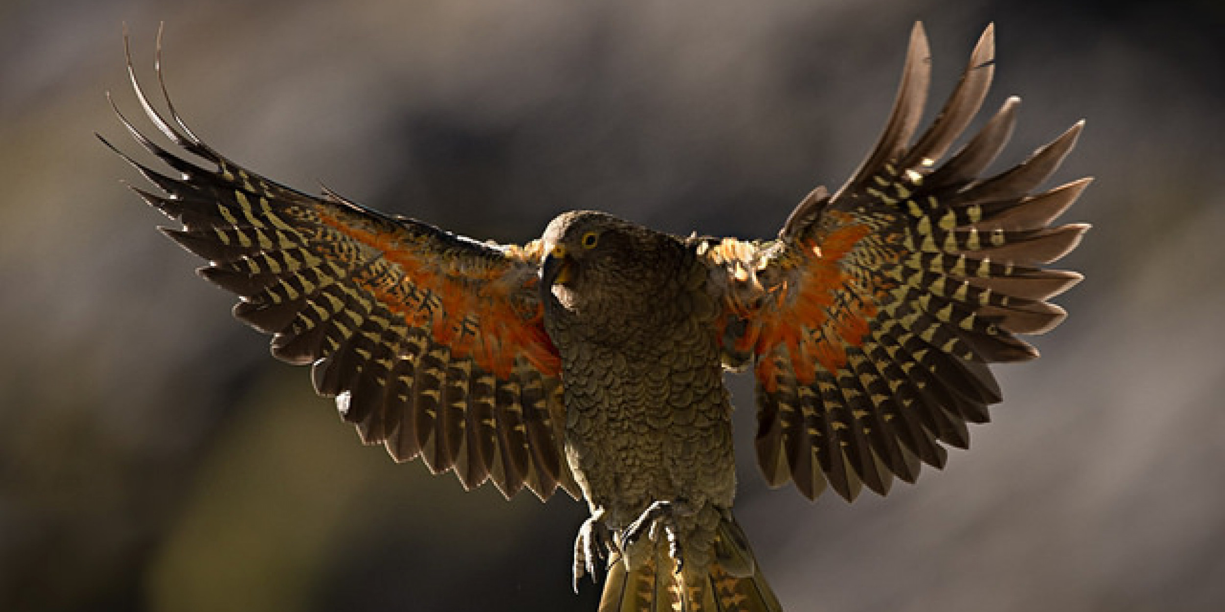 Kea worse off | Forest and Bird