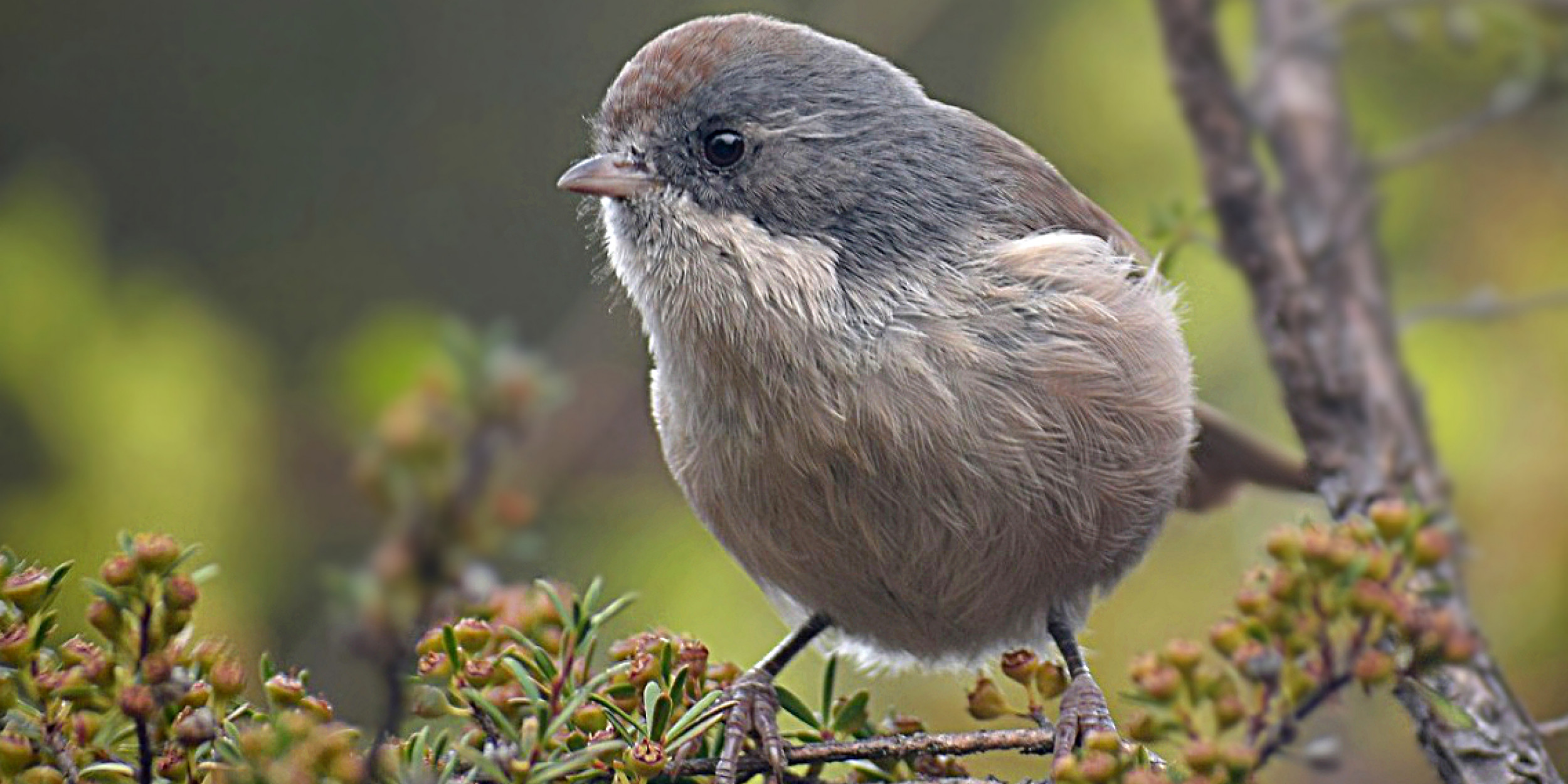 Moore's Bush Reserve, Dunedin | Forest and Bird