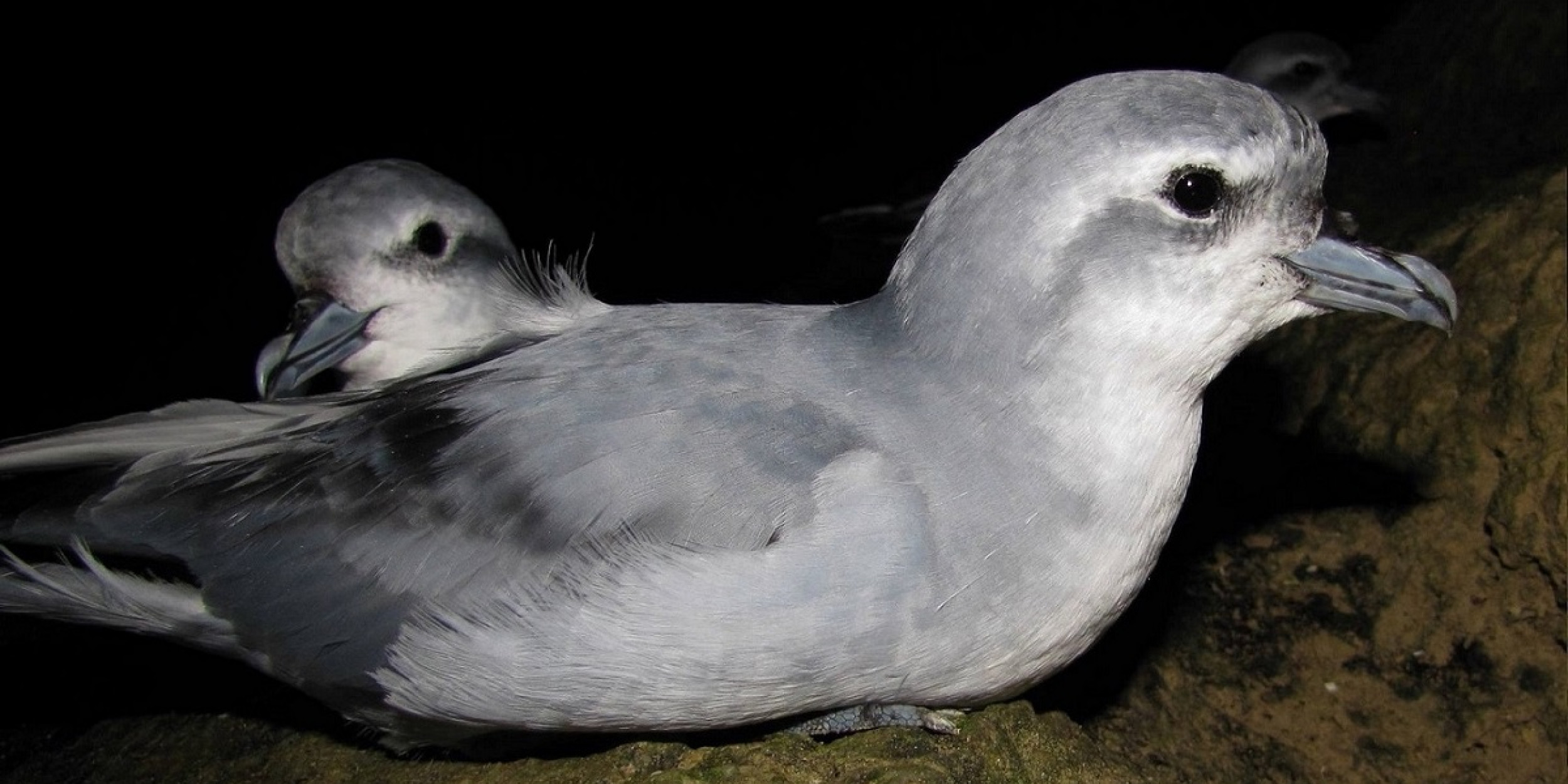 TALK: The Fledging of Tītī and Tautuku Restoration. | Forest and Bird