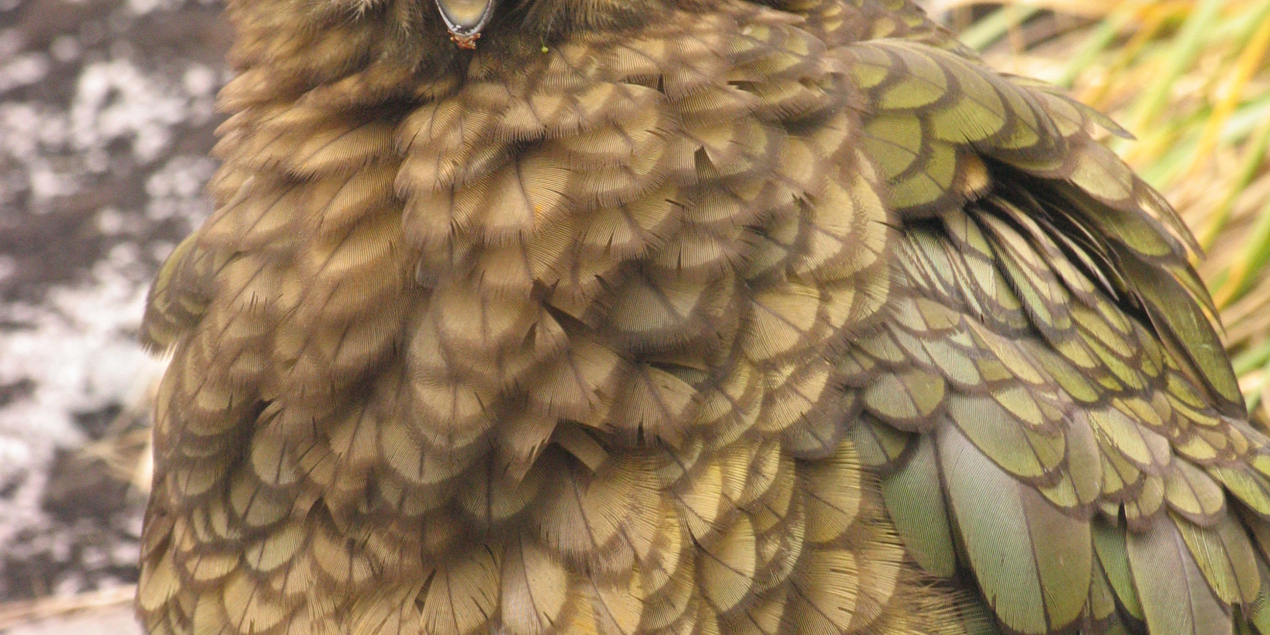 Kea crowned Bird of the Year | Forest and Bird