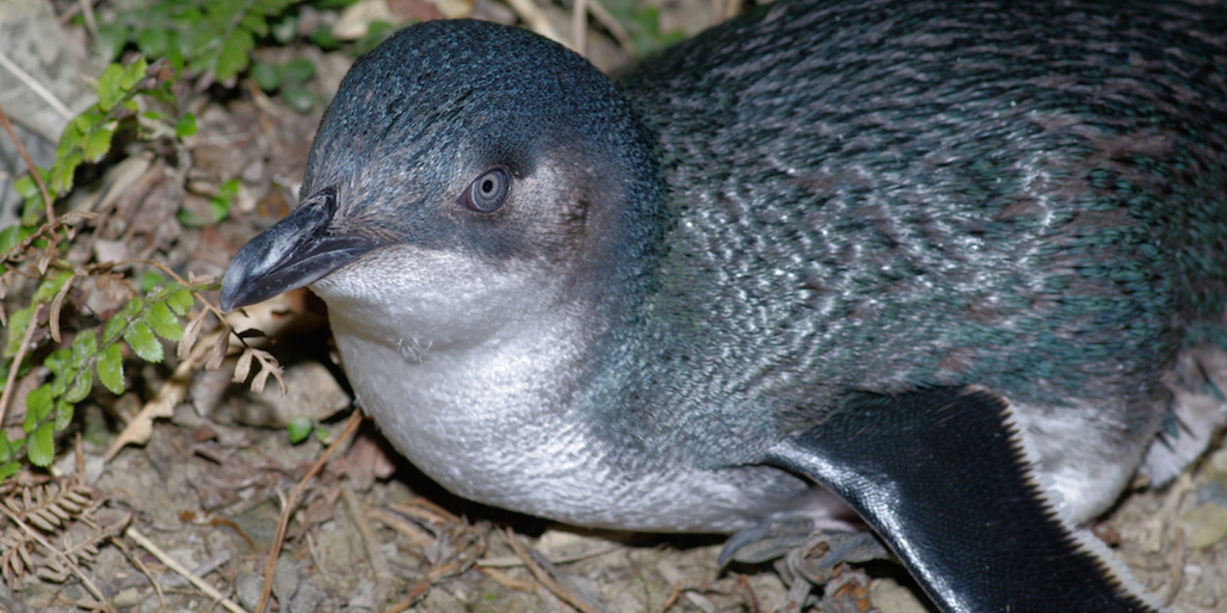 Little Penguins (Kororā) Life Cycle | Forest and Bird