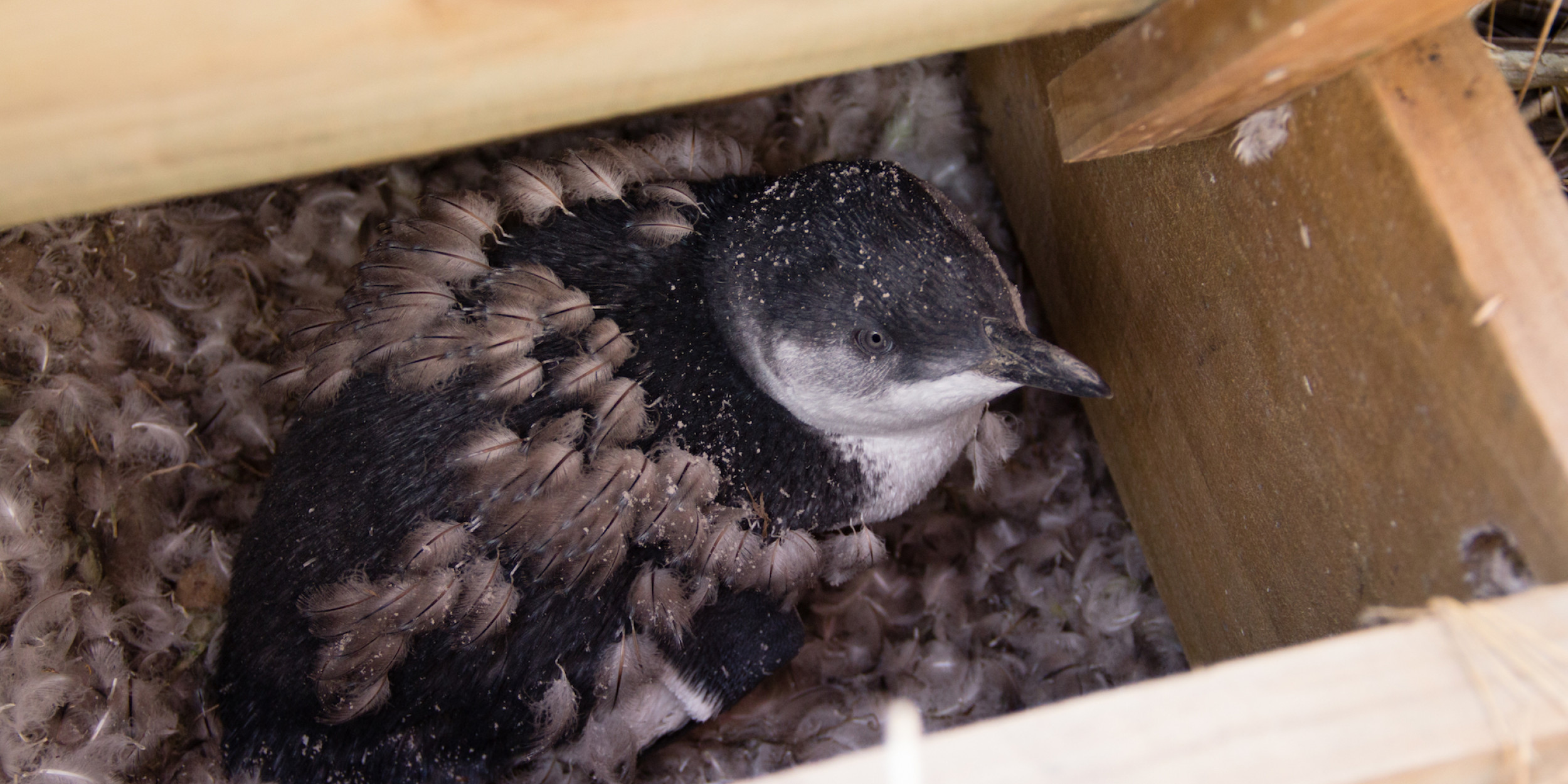 Places for Penguins, Wellington | Forest and Bird