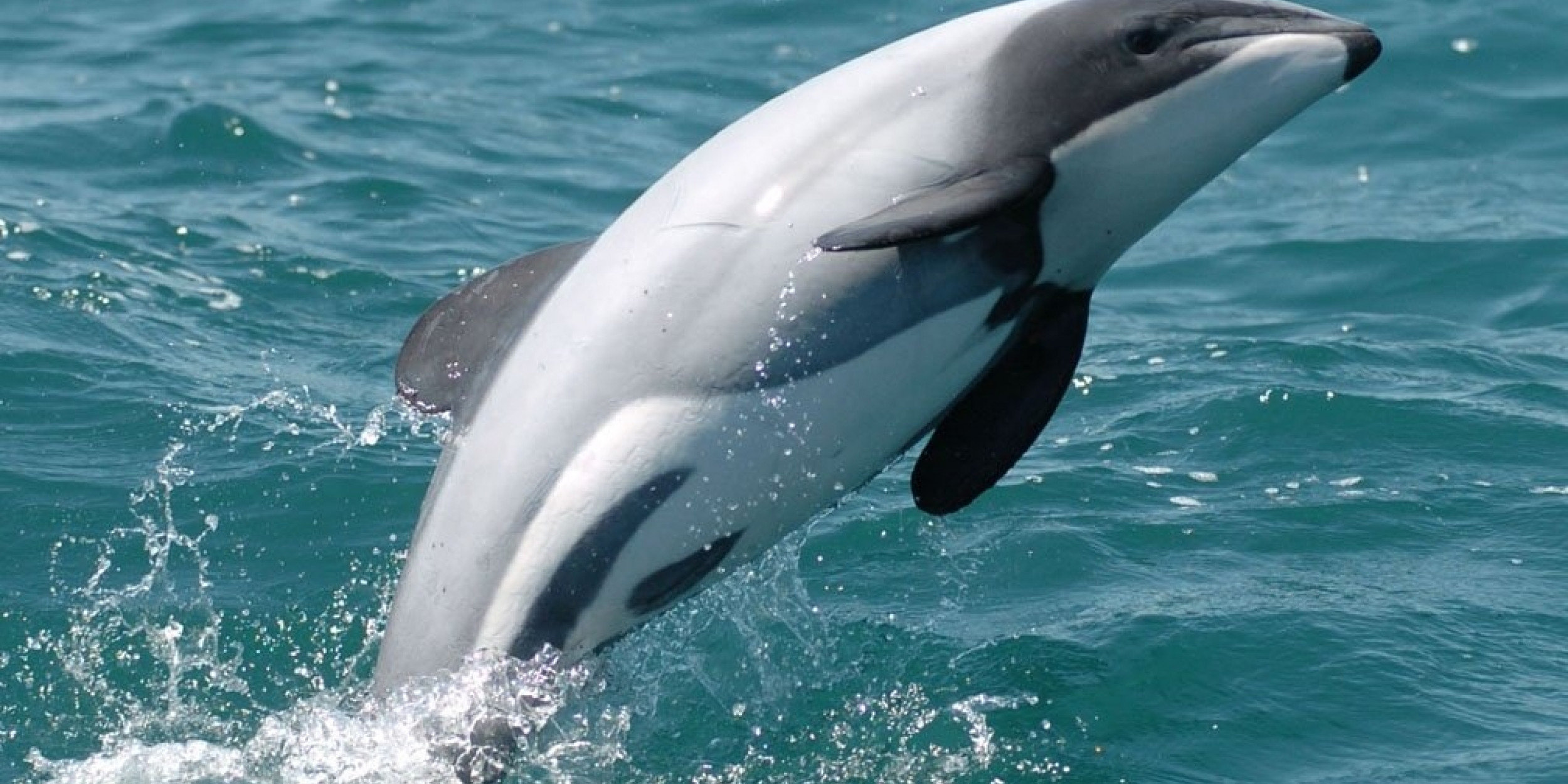 Last chance to save Māui dolphins | Forest and Bird