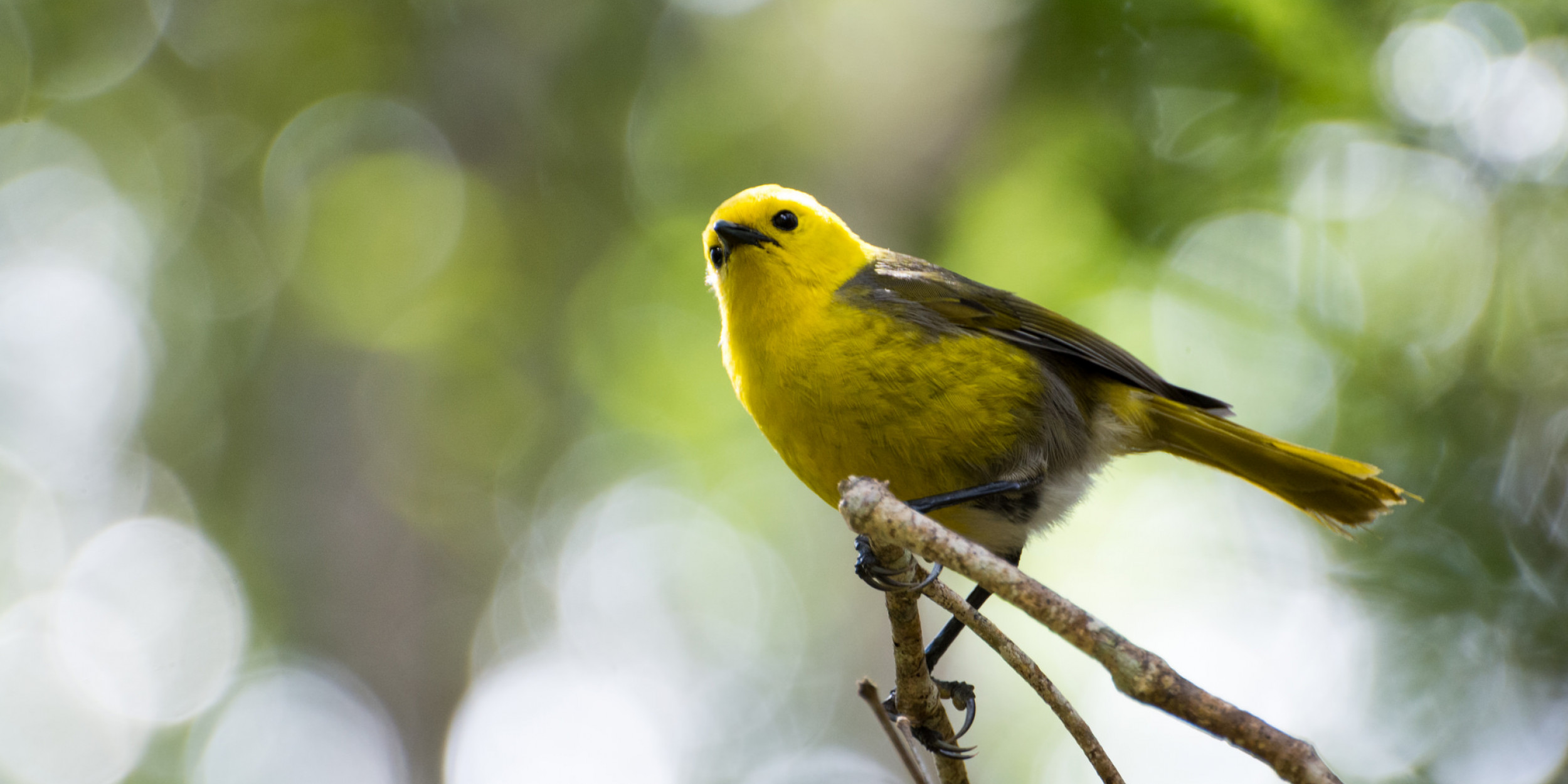 Forest & Bird Annual Report 2014 | Forest and Bird