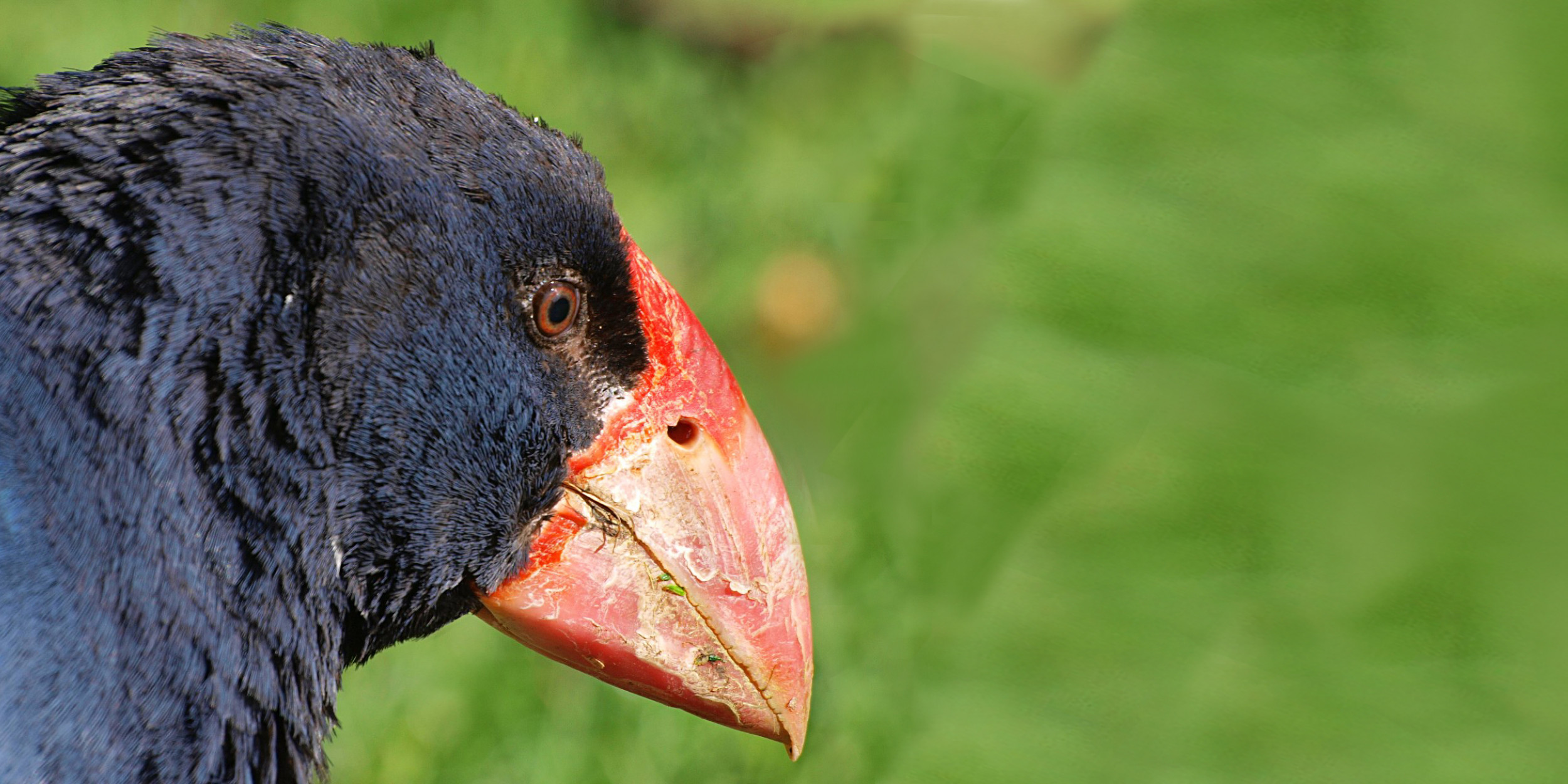 NelsonTasman: Evening talk by Alison Ballance about Takahe | Forest and ...