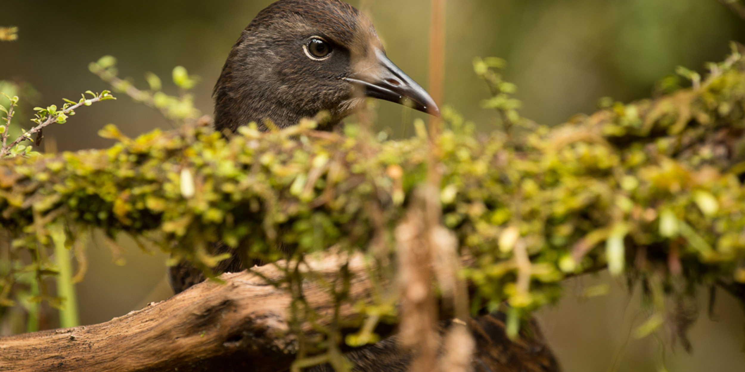 Forest & Bird Annual Report 2012 | Forest and Bird