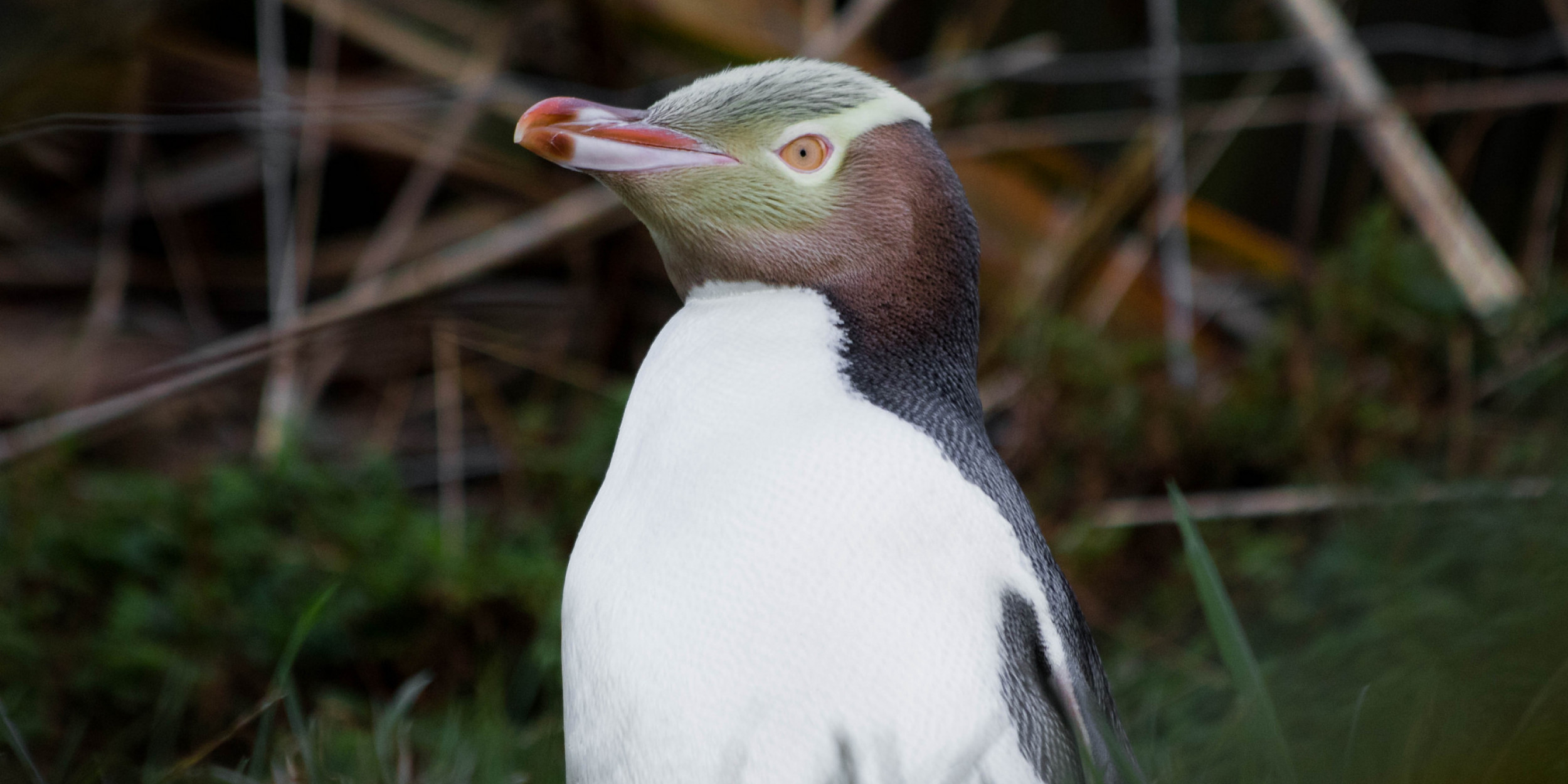 Set nets push penguins closer to extinction | Forest and Bird