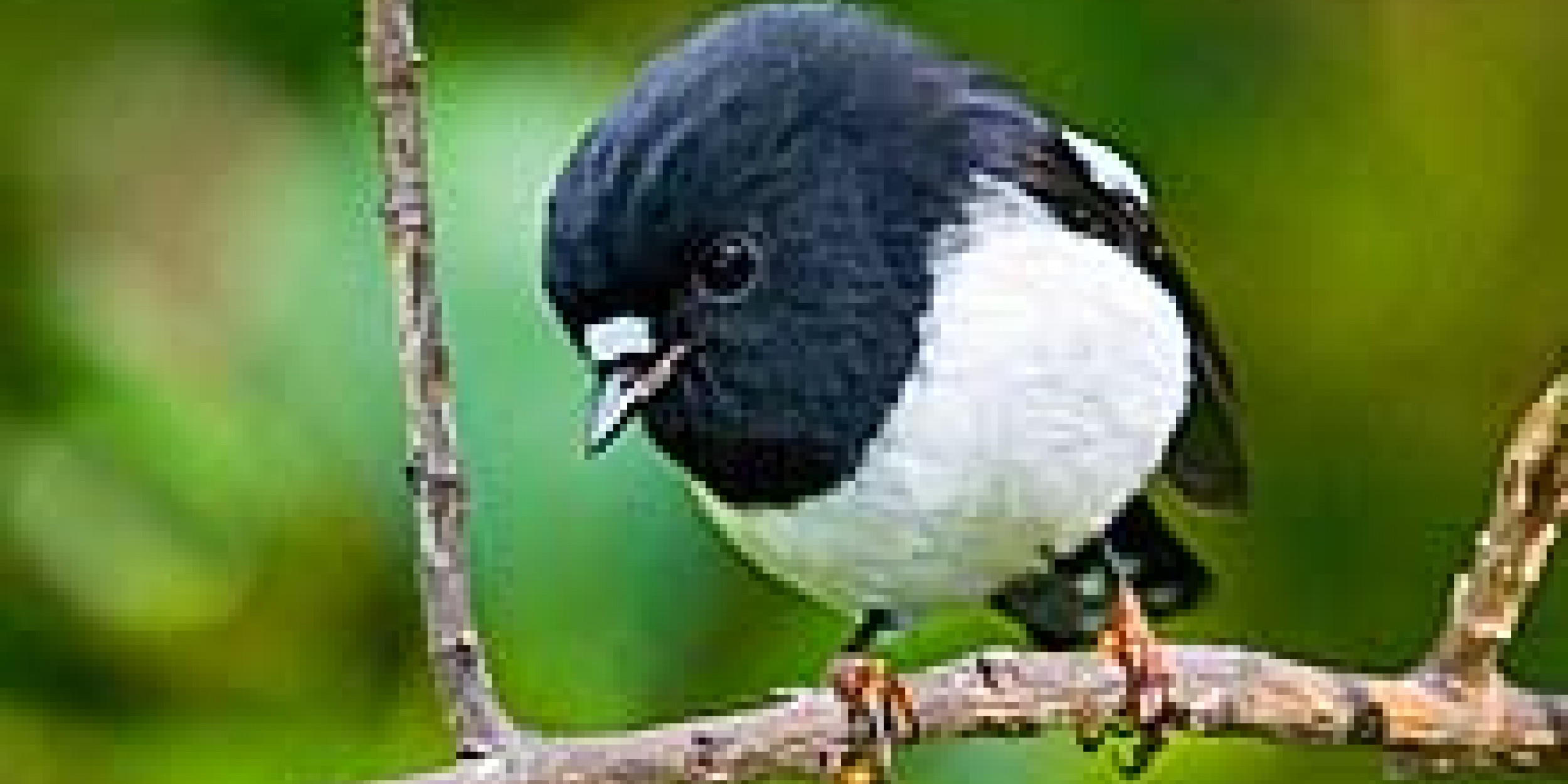 Matuku Reserve, Auckland | Forest and Bird