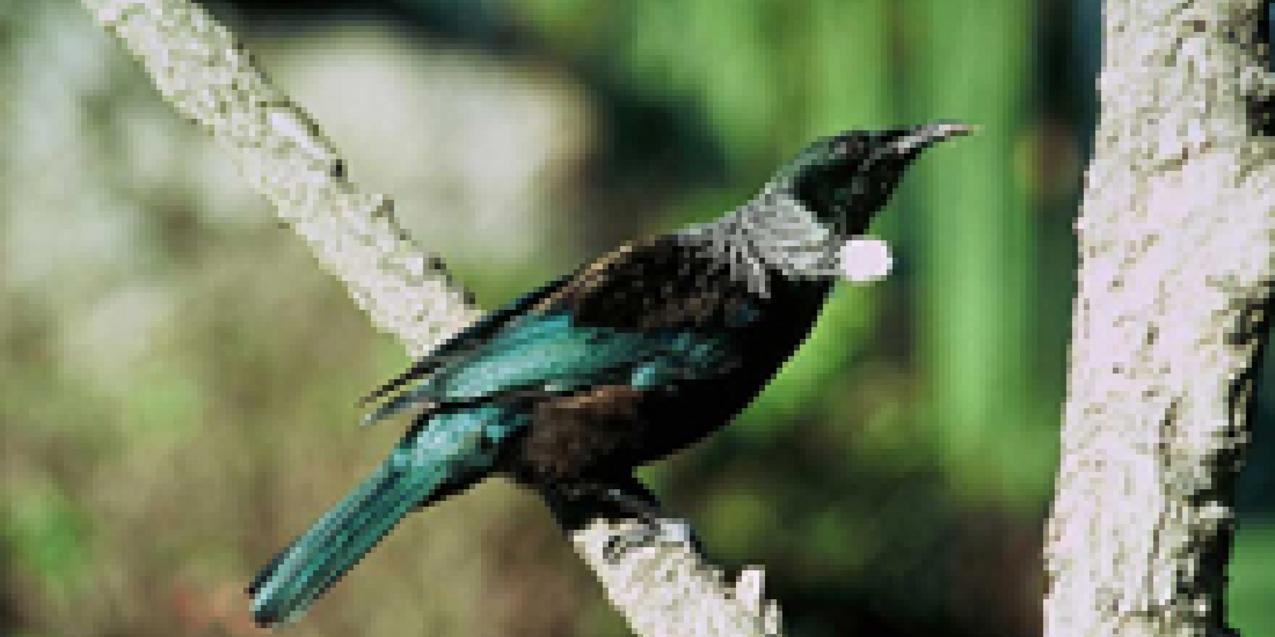 Sutherland's Pūriri Reserve, Hunterville, Rangitīkei | Forest and Bird