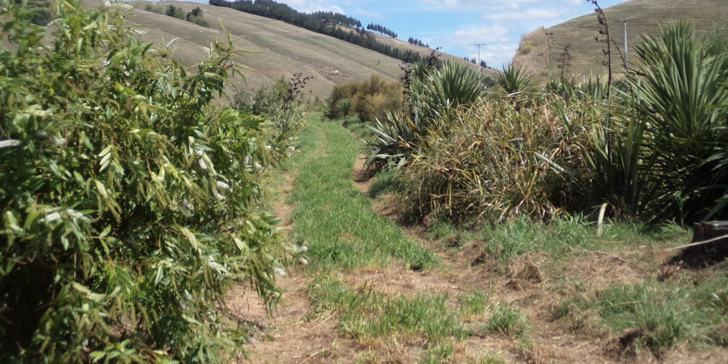Poukawa Stream (Completed) | Forest and Bird