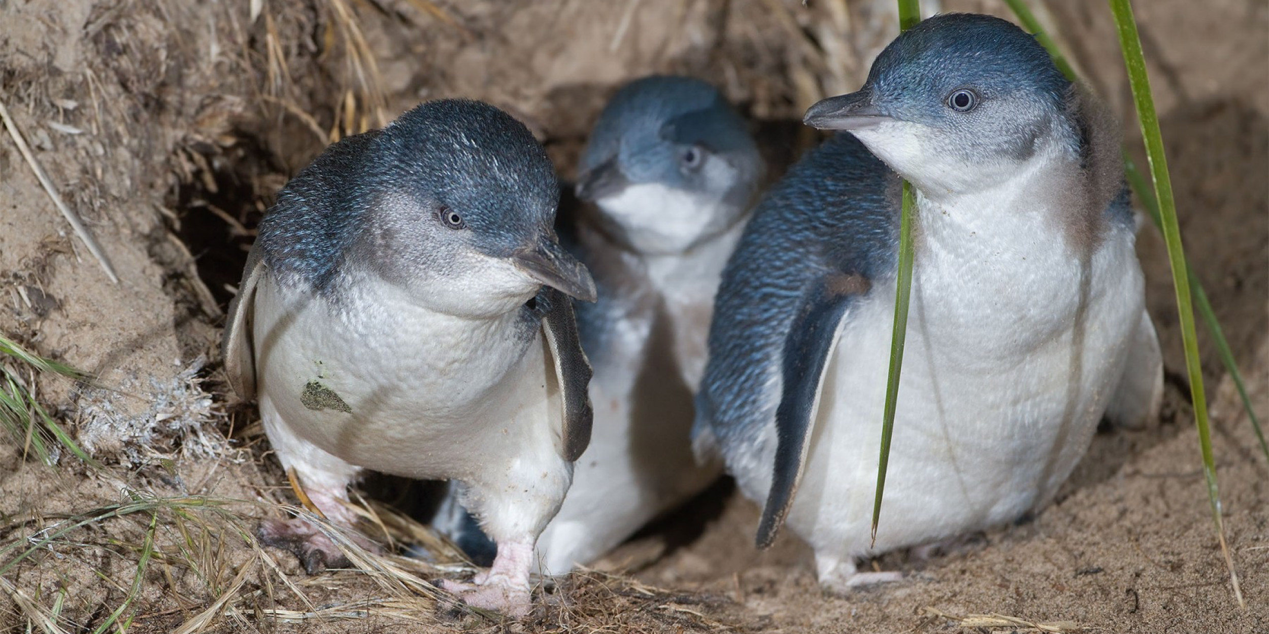 Penguin talk | Forest and Bird
