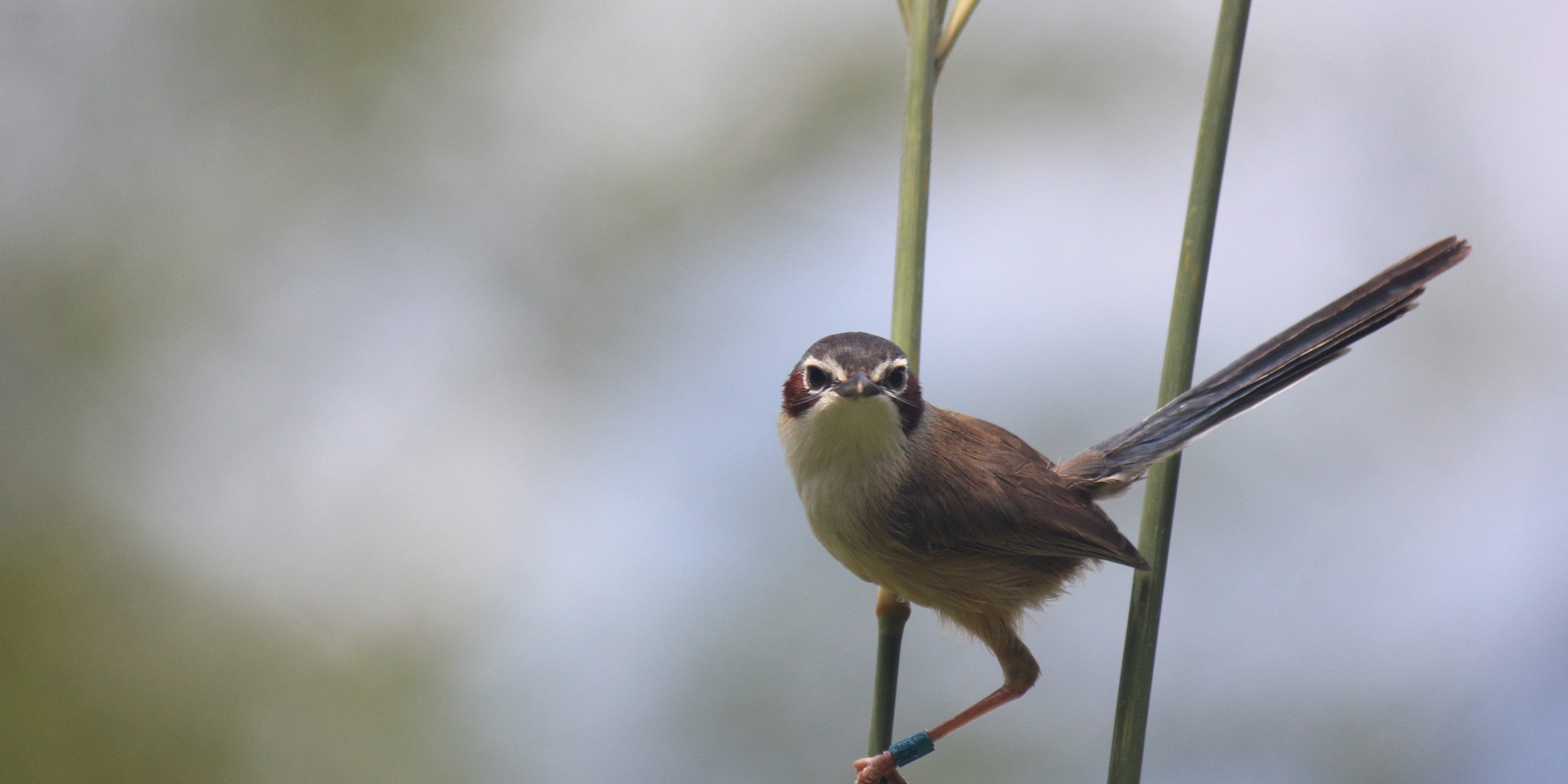 Kristal Cain - Putting our ideas to the test about bright colours ...