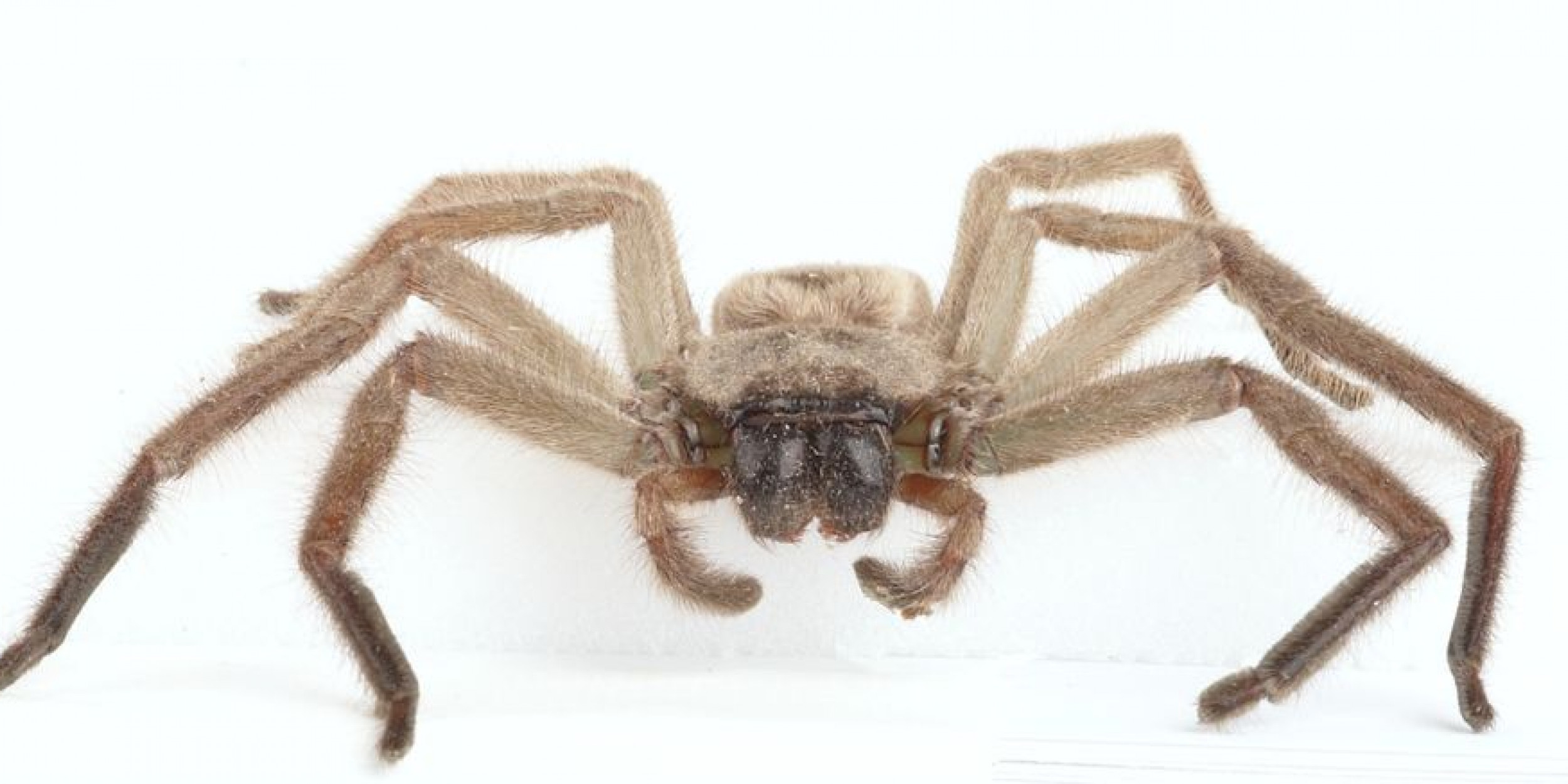 Grace Hall – An introduction to New Zealand spiders | Forest and Bird