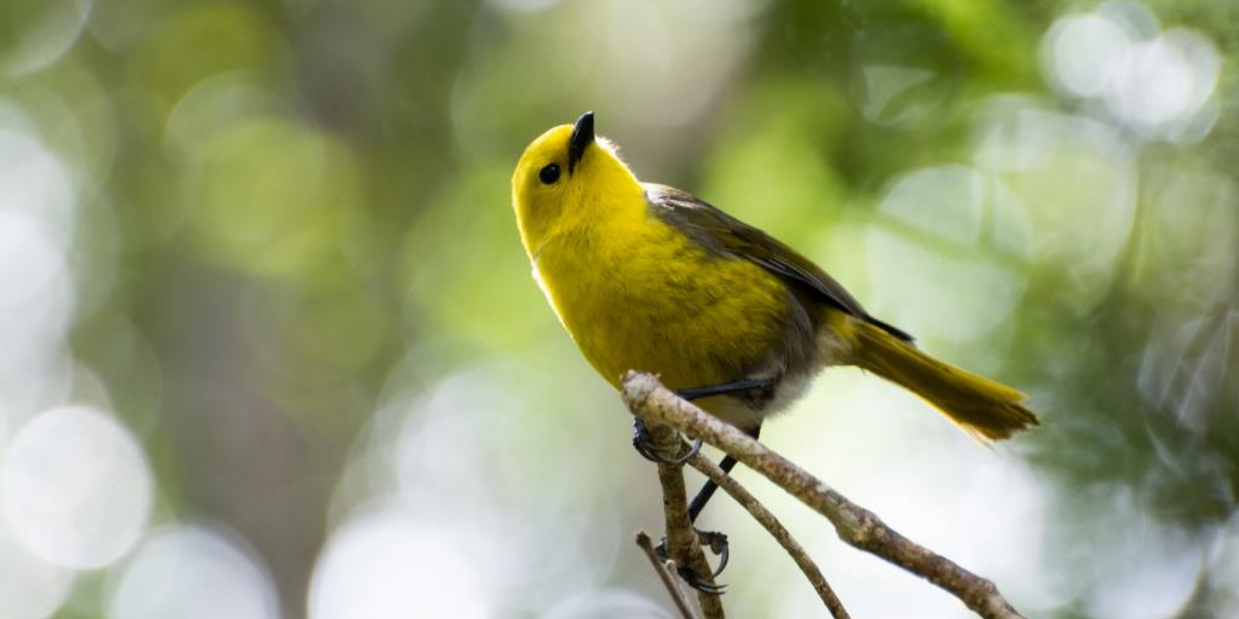Mohua Nesting Boxes | Forest and Bird