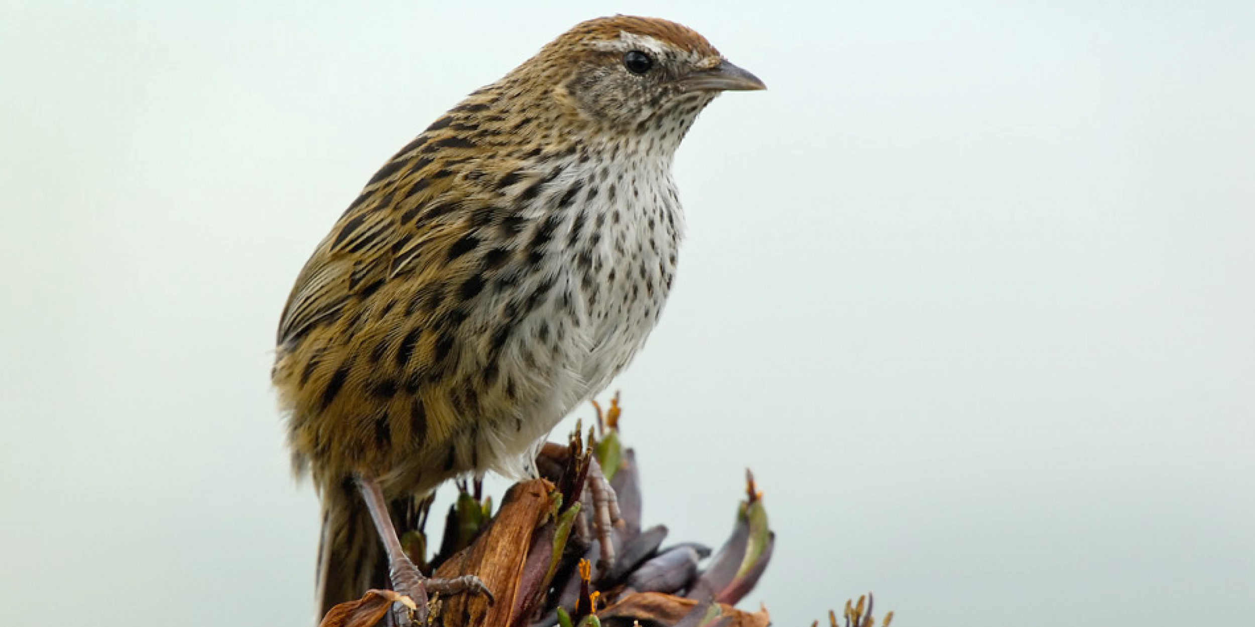 NelsonTasman: Evening talk by Paul Fisher about Fernbirds | Forest and Bird