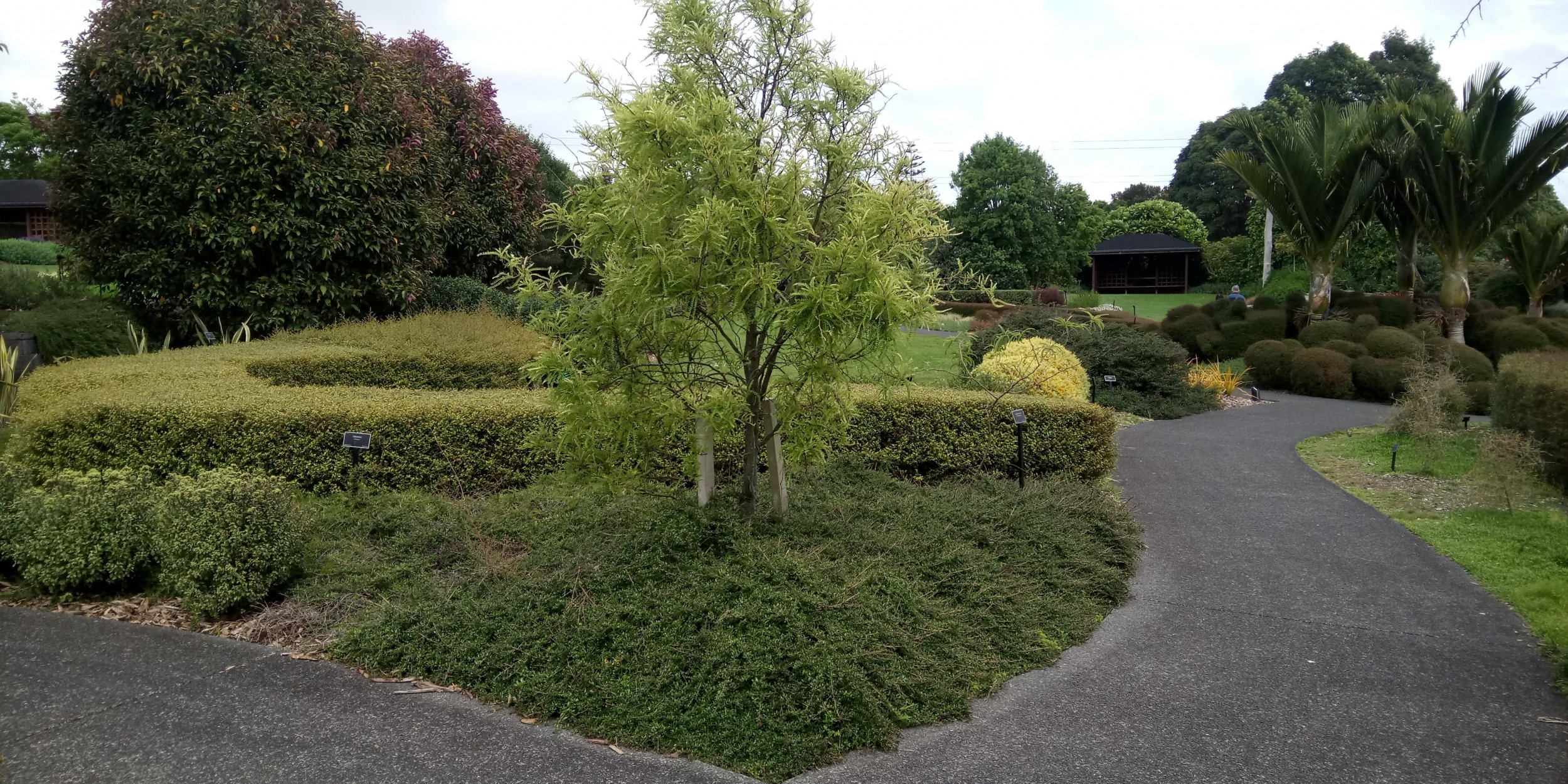 Win up to $500 in Native Plants for your Garden! Auckland Central ...