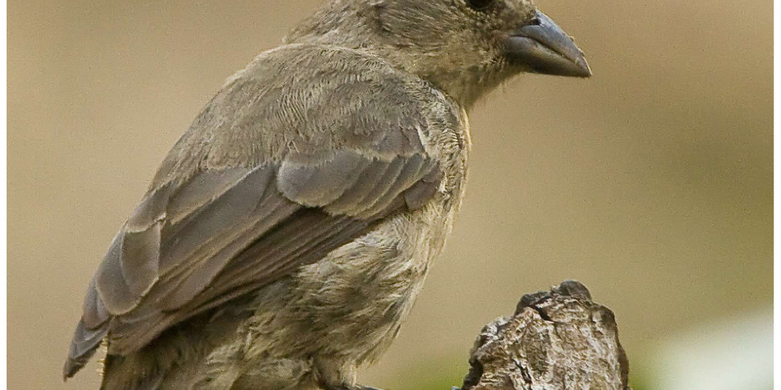 The Galapagos Islands Mangrove Finch | Forest and Bird