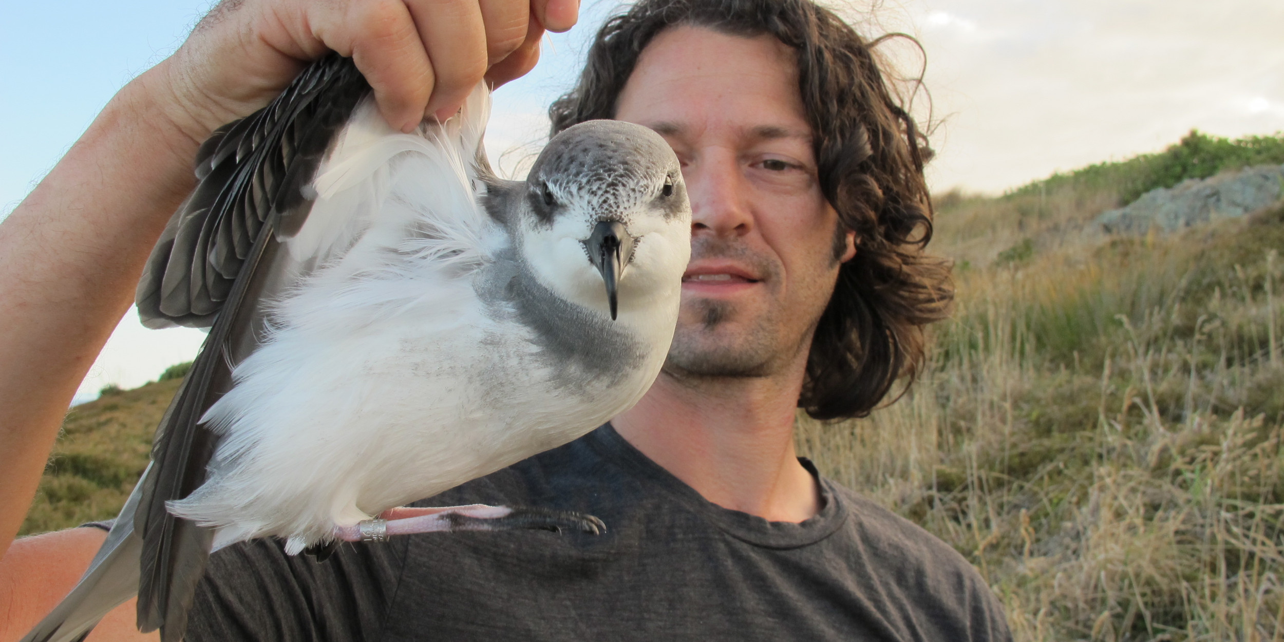 Todd Landers - Restoring Auckland's seabirds | Forest and Bird
