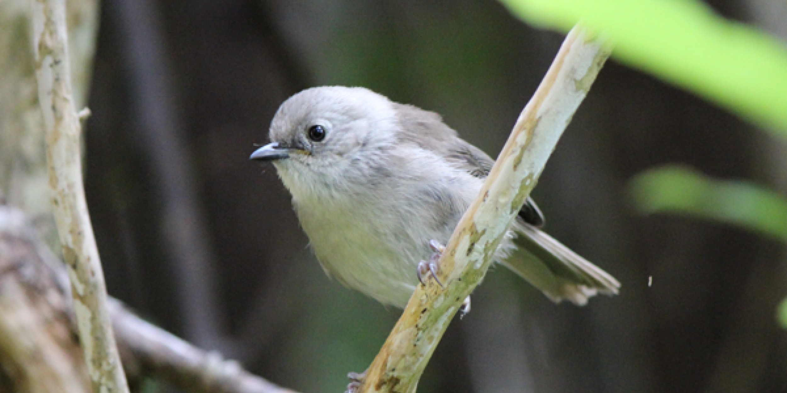 The delicate science behind bringing our native birds back home ...