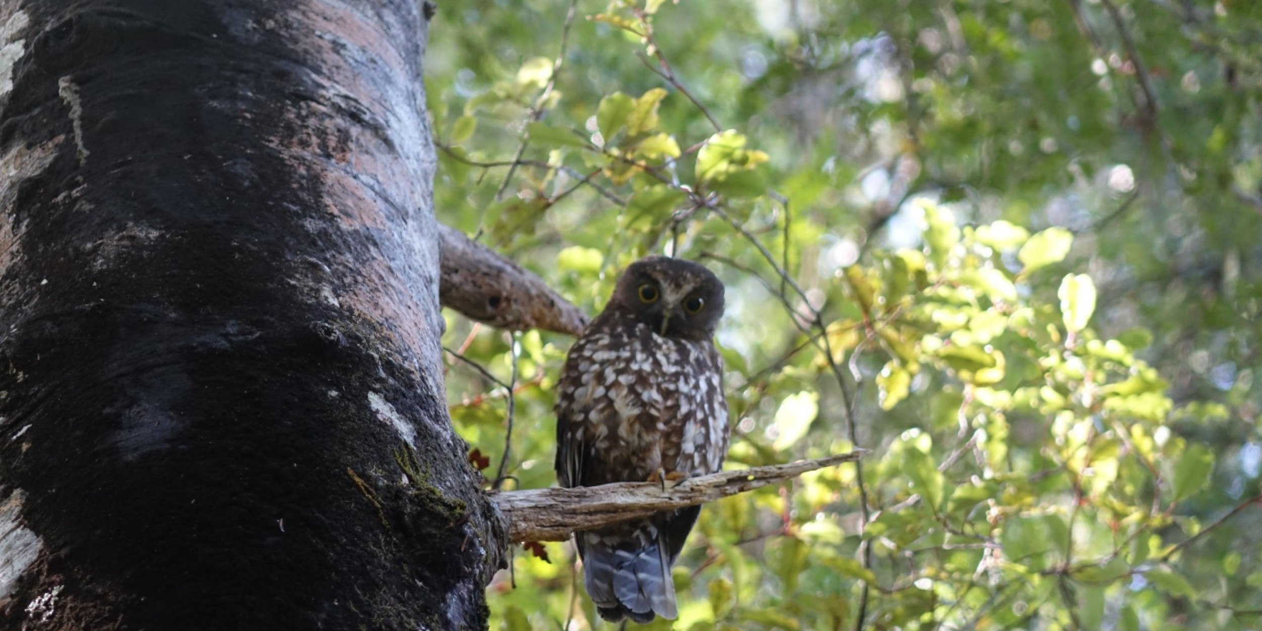 Donate for ruru | Forest and Bird