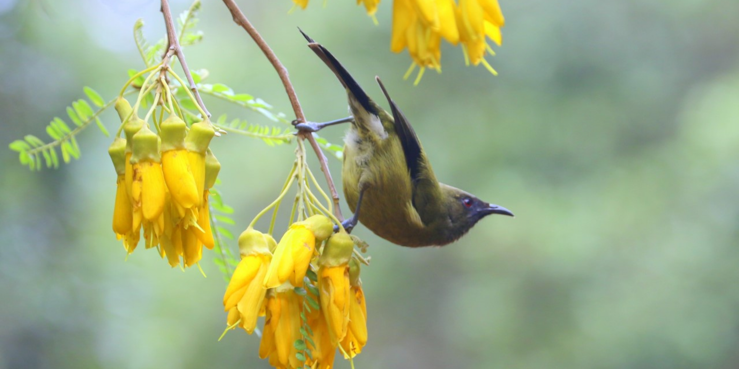 Pest Free Hibiscus Coast | Forest and Bird