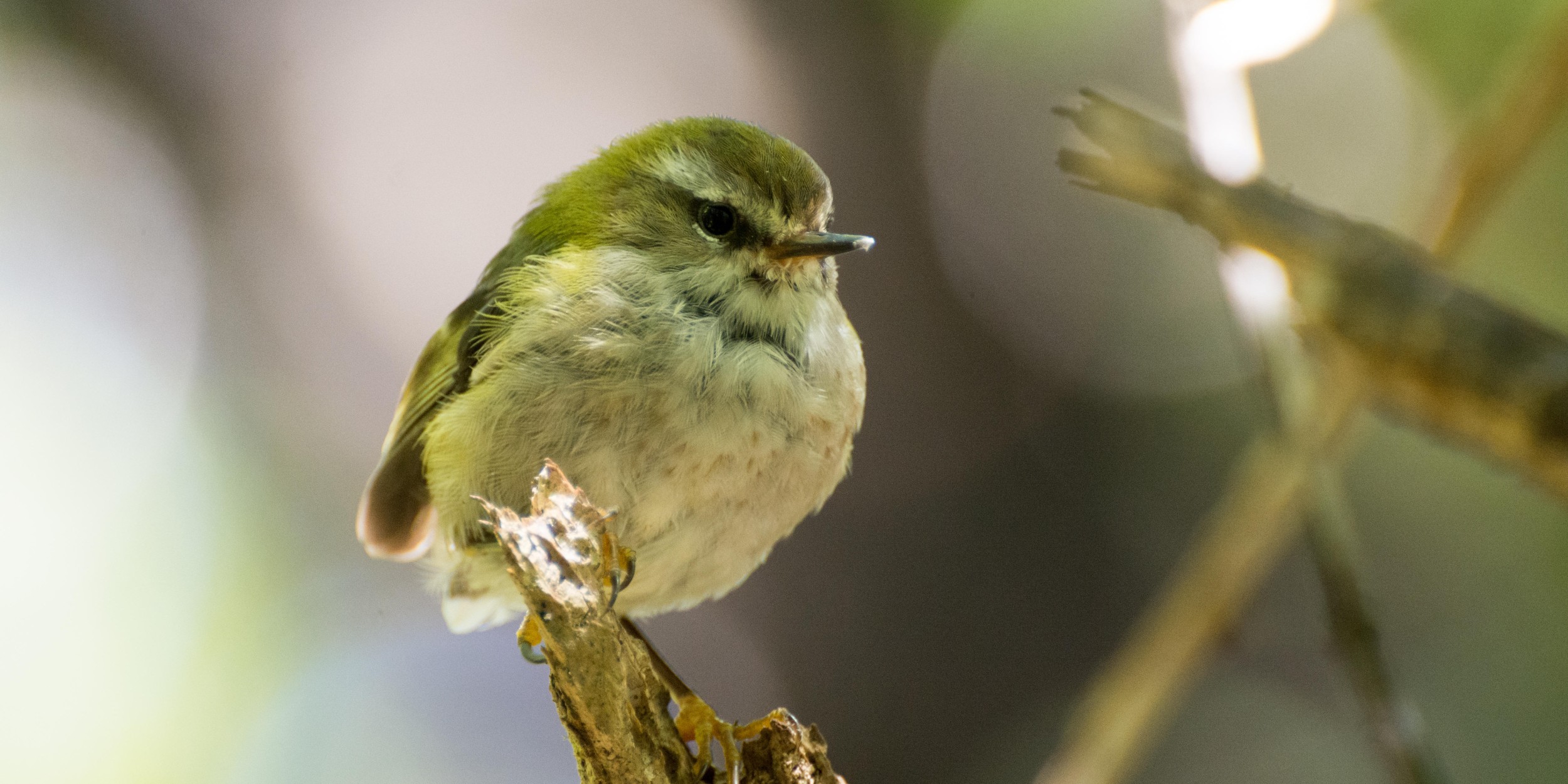 Titipounamu return to ancient homeland thanks to generosity of Taranaki ...