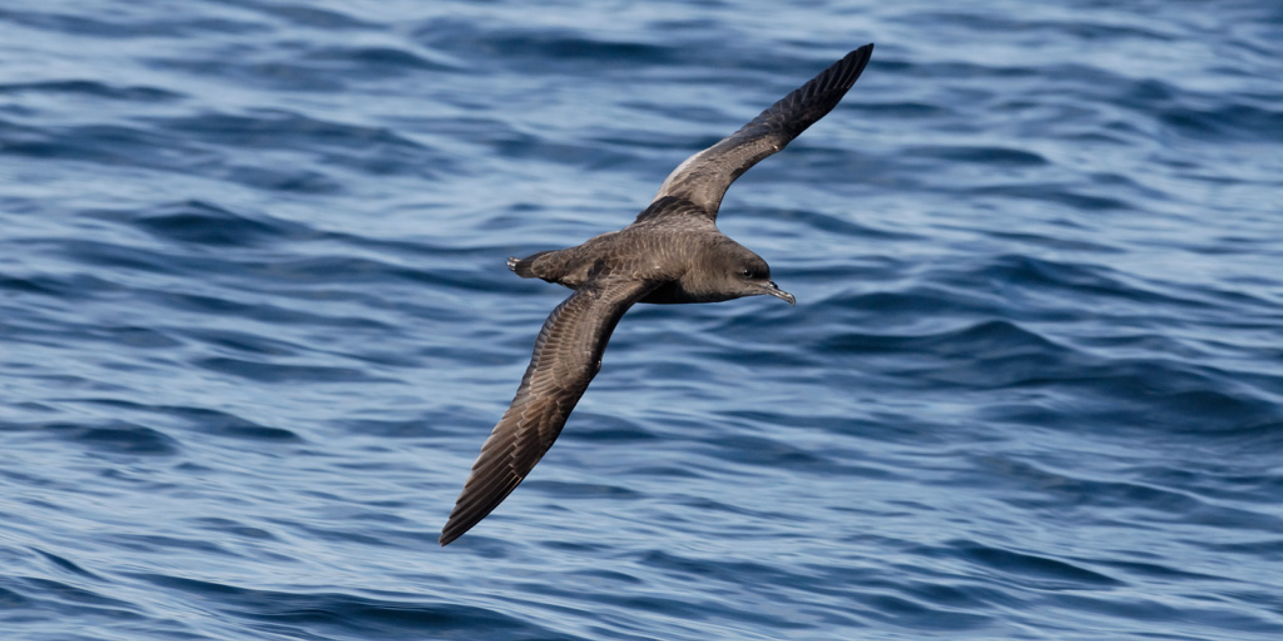 Bring back the seabirds | Forest and Bird Bring back the seabirds | Forest and Bird