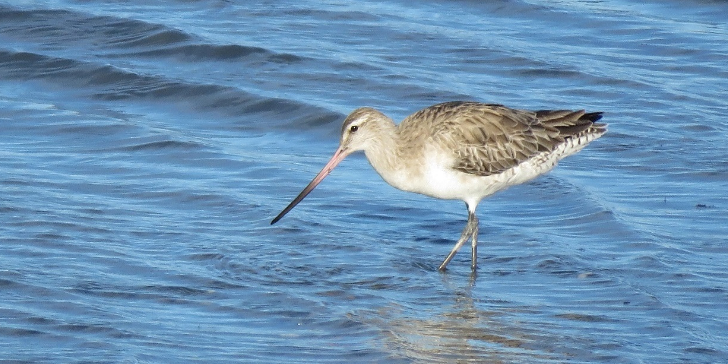Register for the 2021 North Island Gathering | Forest and Bird
