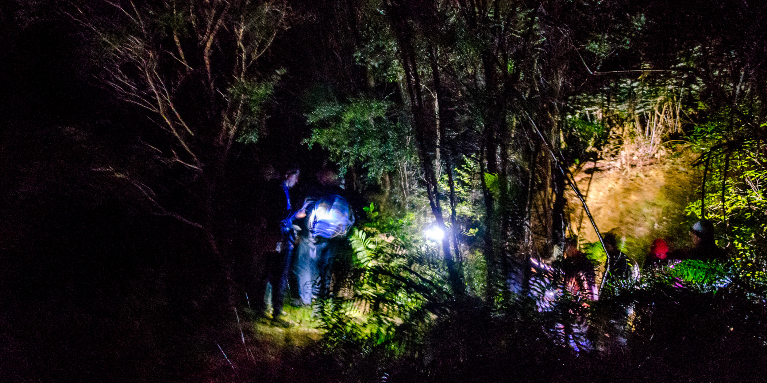 Nightwalk with Nature - Arataki Nature Trail | Forest and Bird