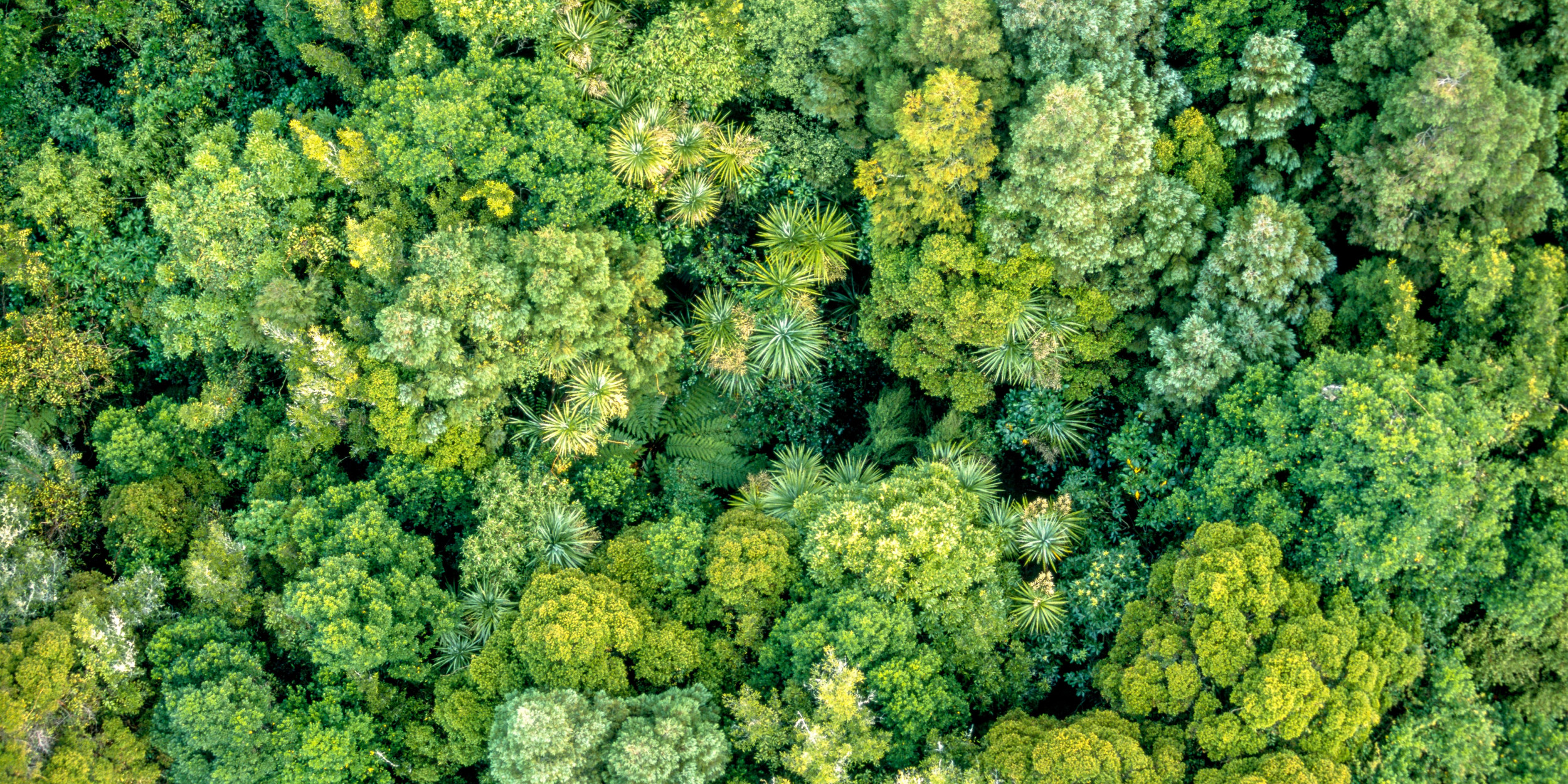 ETS must back permanent native forests, not pine monoculture | Forest ...