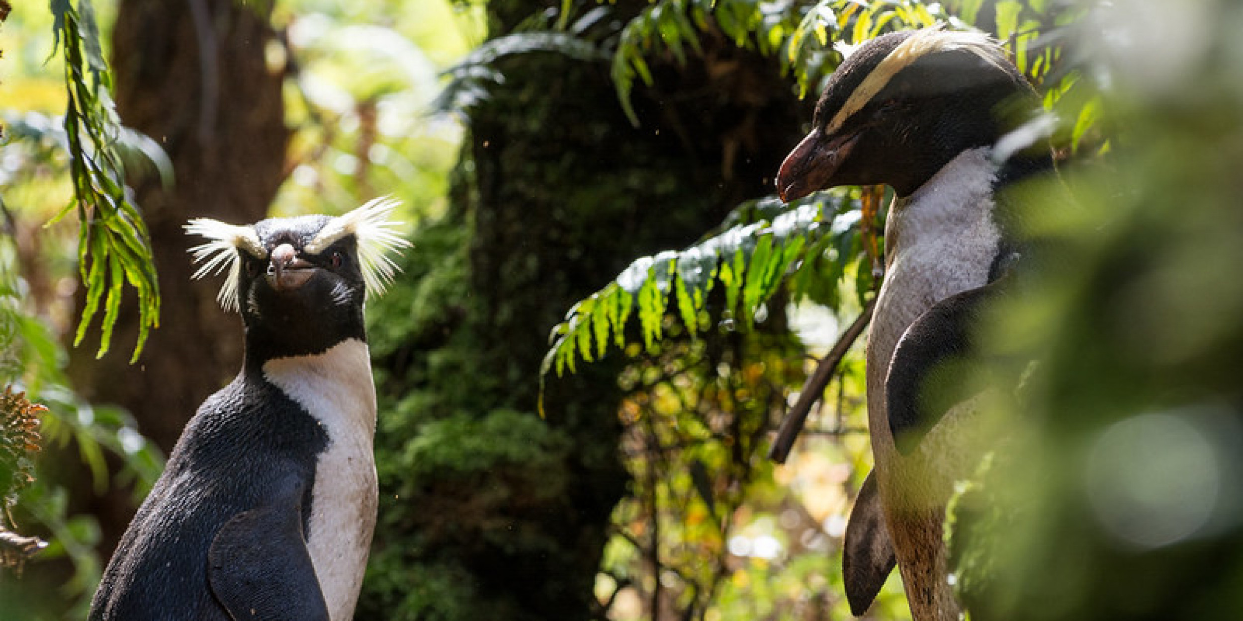 TALK: Tawaki/Fiordland crested penguins in Milford Sound | Forest and Bird