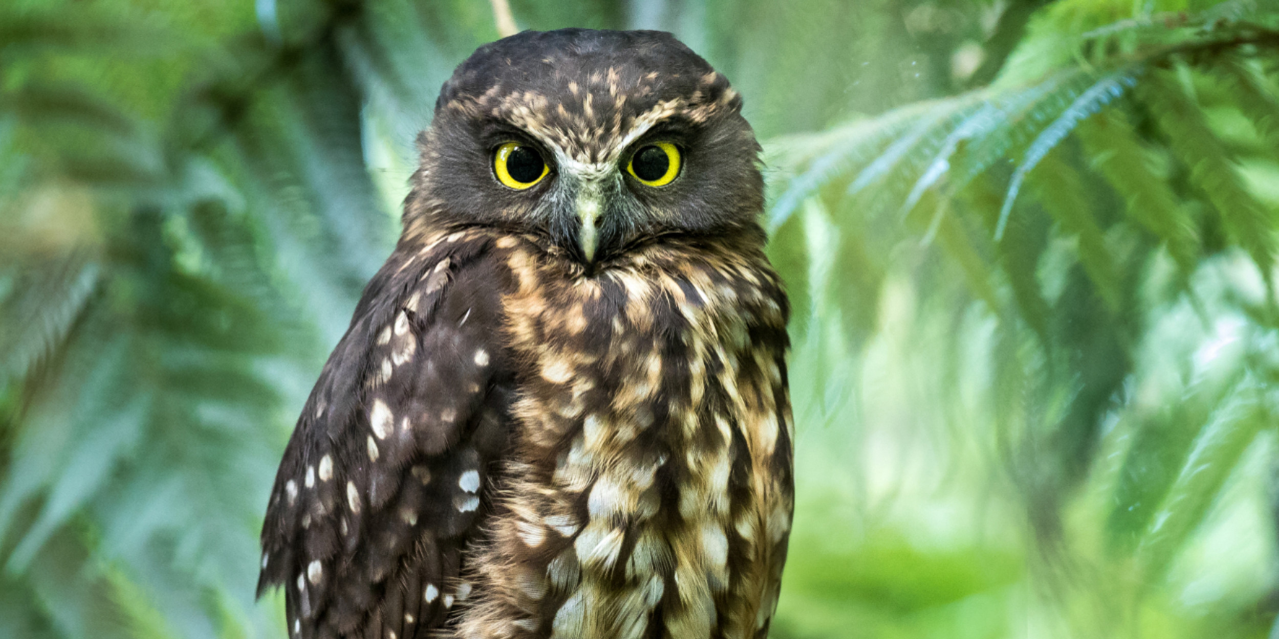 Forest & Bird Magazine | Forest and Bird