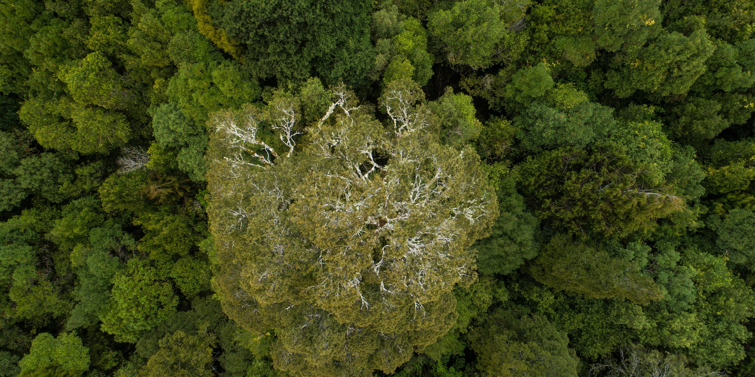 PCE report highlights need for forestry reset | Forest and Bird