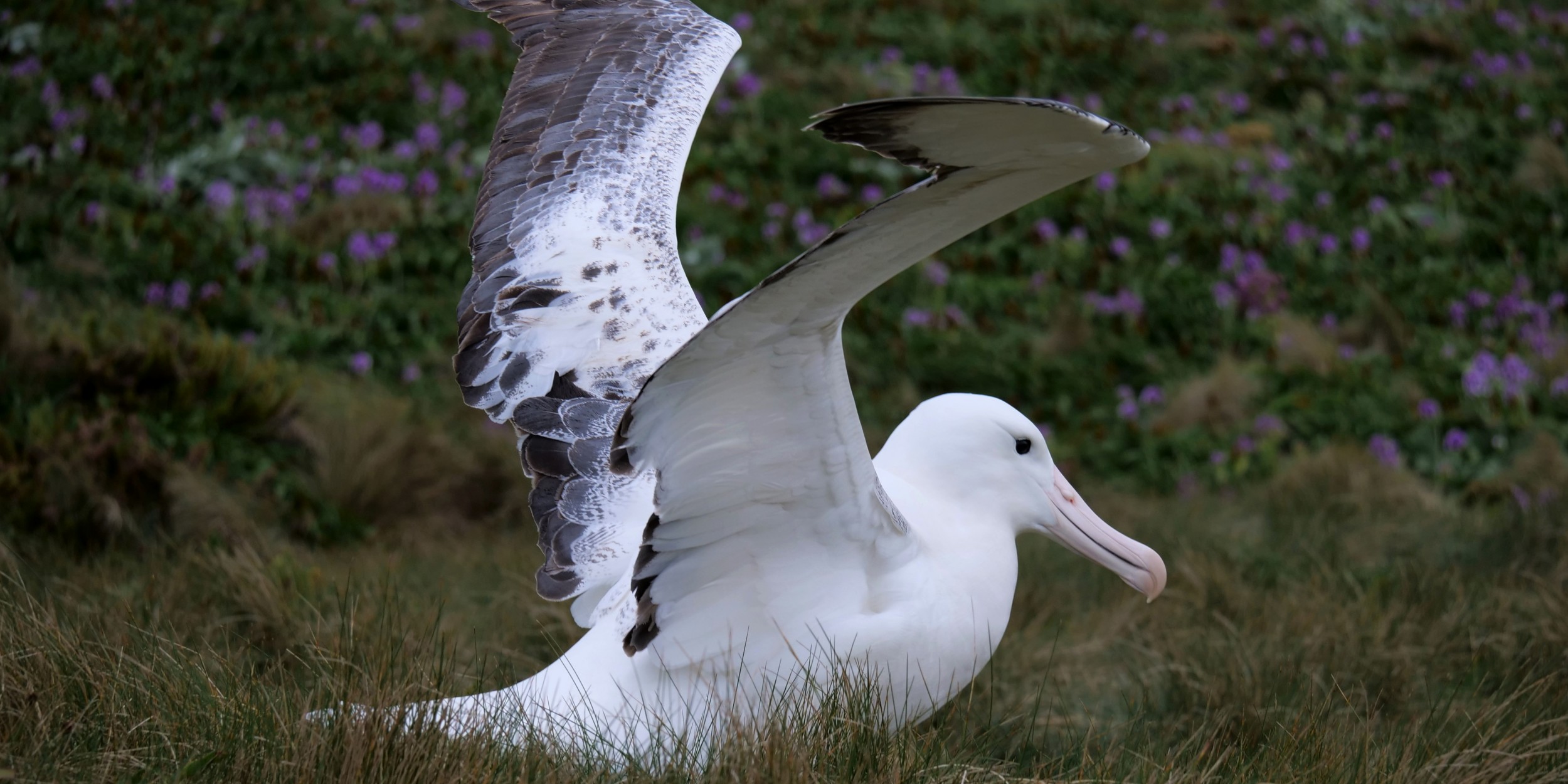 Our albatrosses need you | Forest and Bird