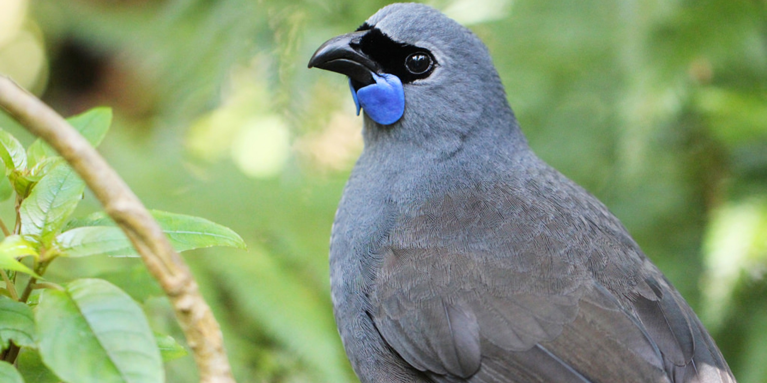 The latest on the Waitakere Ranges Kokako | Forest and Bird