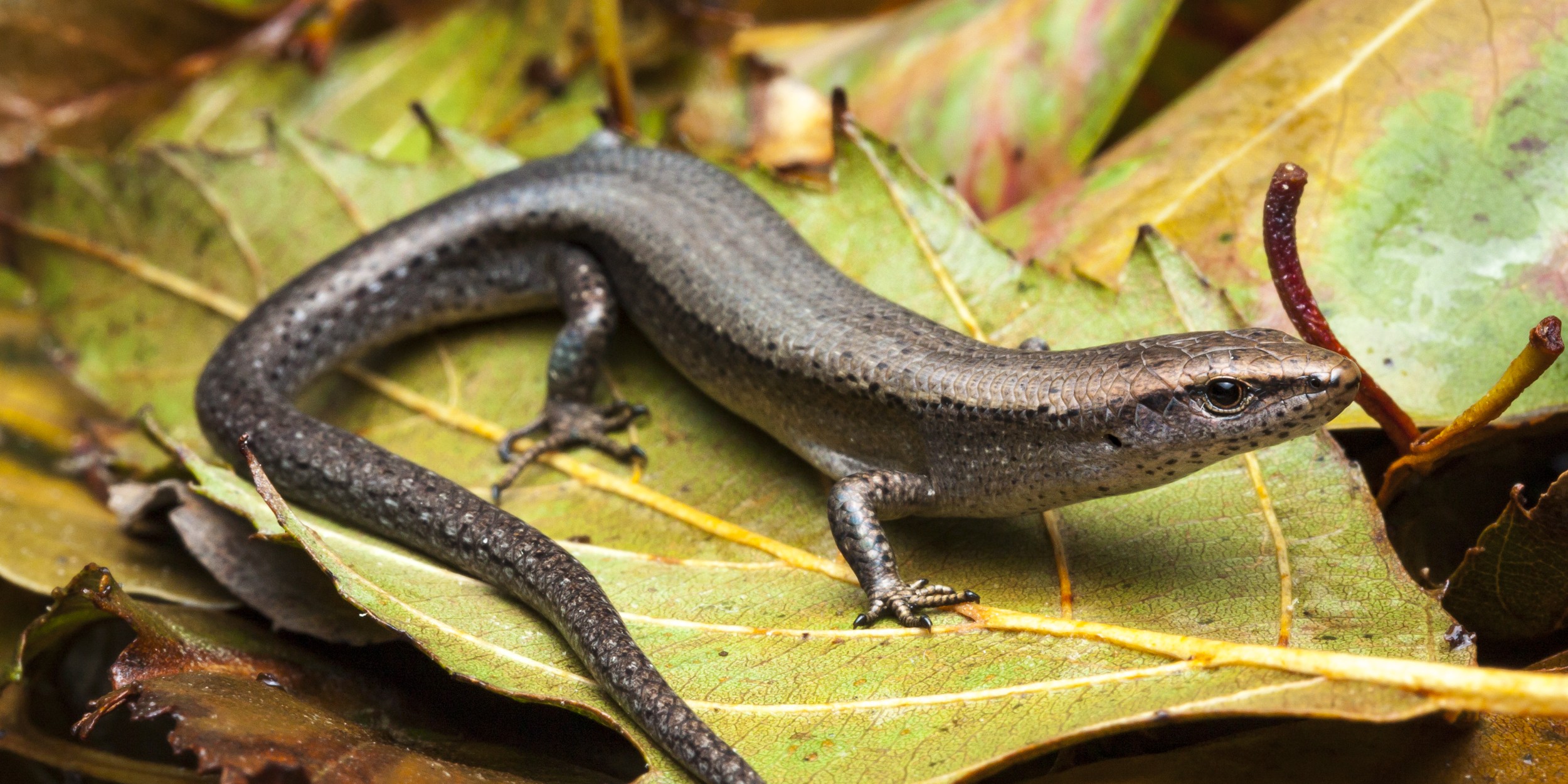 Plague skink control and native lizard survey | Forest and Bird