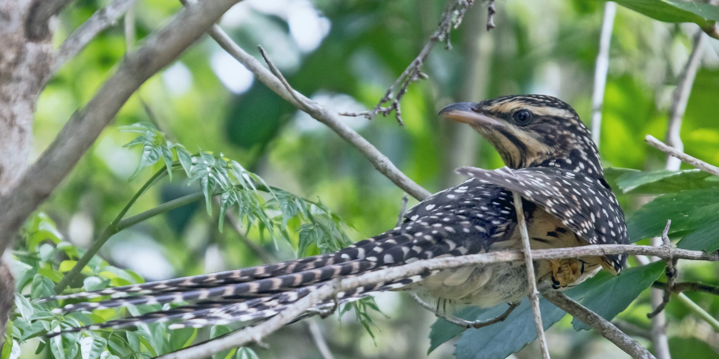 Crafty cuckoos | Forest and Bird