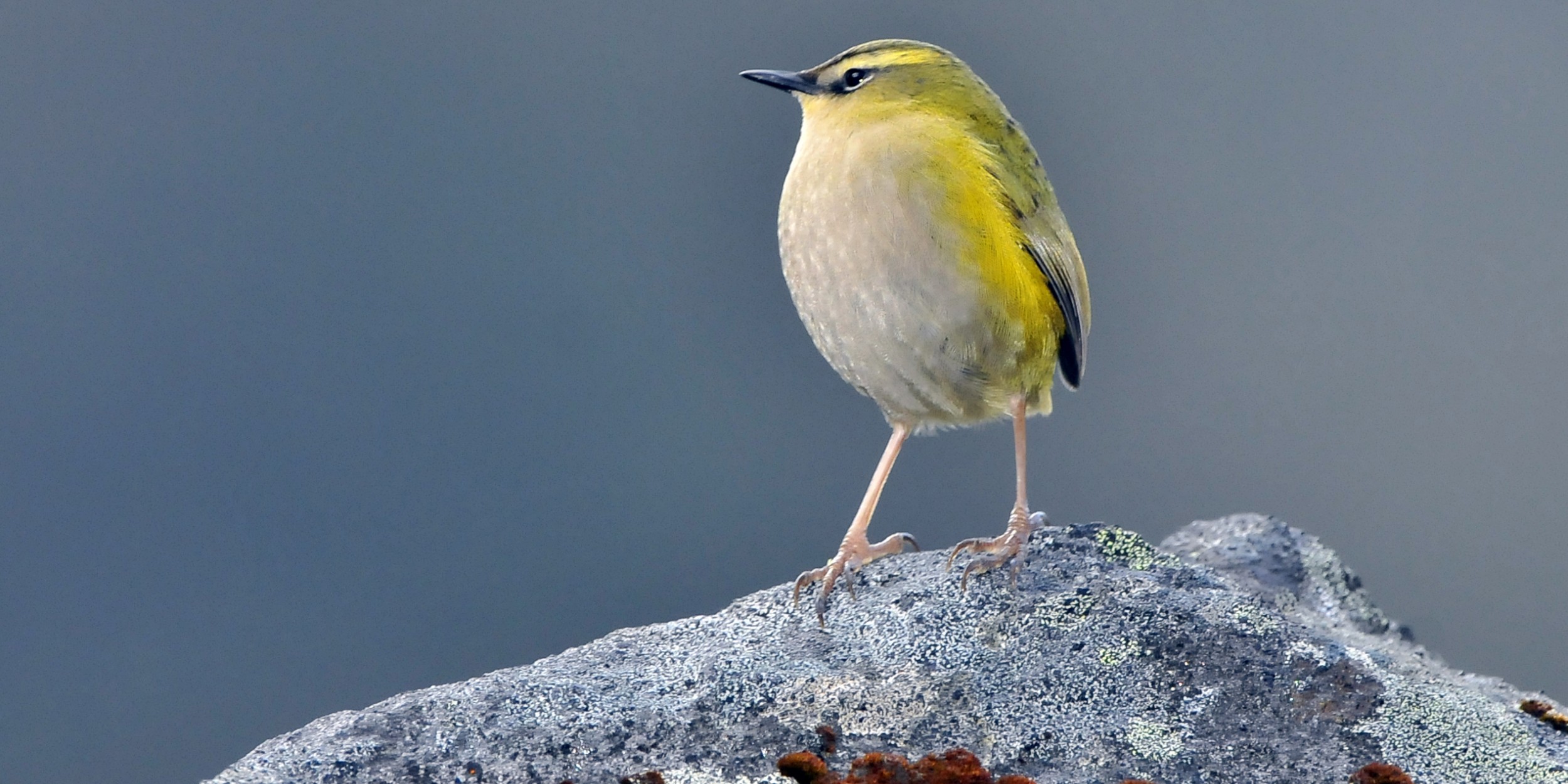 It's reigning wrens! Bird of the Year winner announced | Forest and Bird