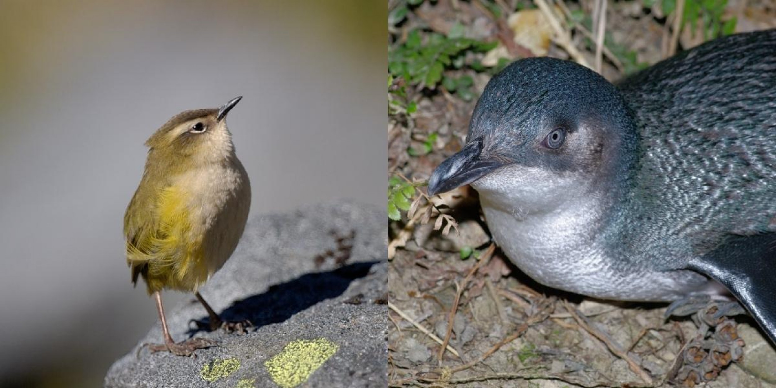 Feathers fly as top two vie for Bird of the Year victory | Forest and Bird