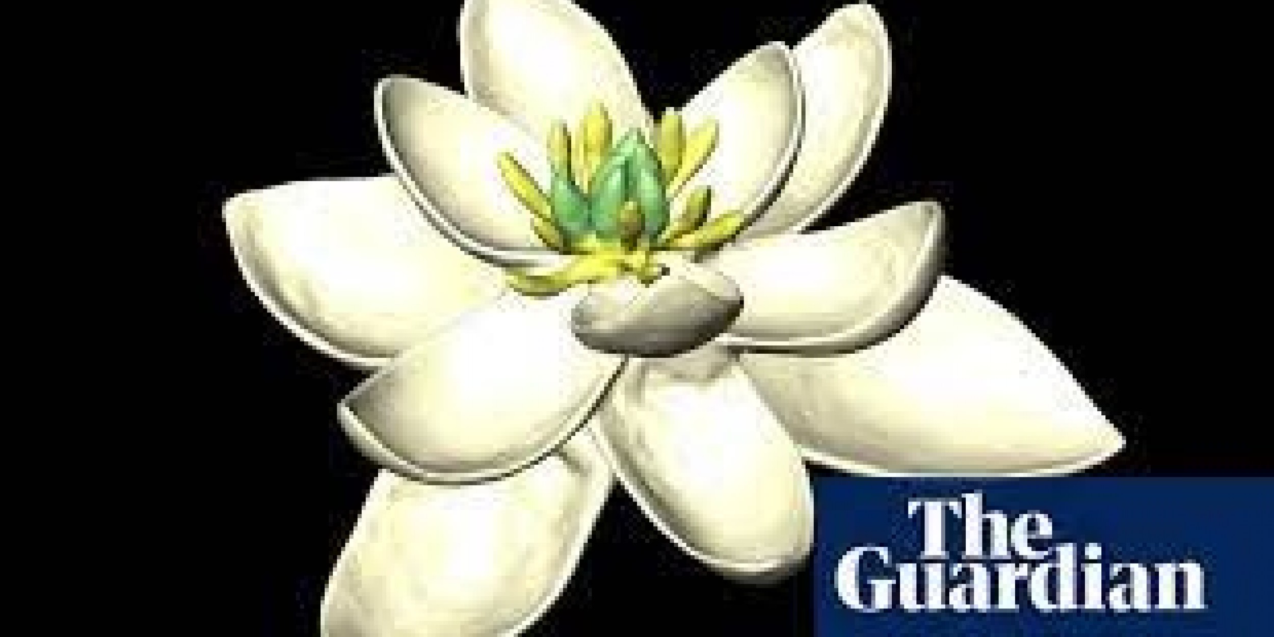 Flora of Gondwana | Forest and Bird