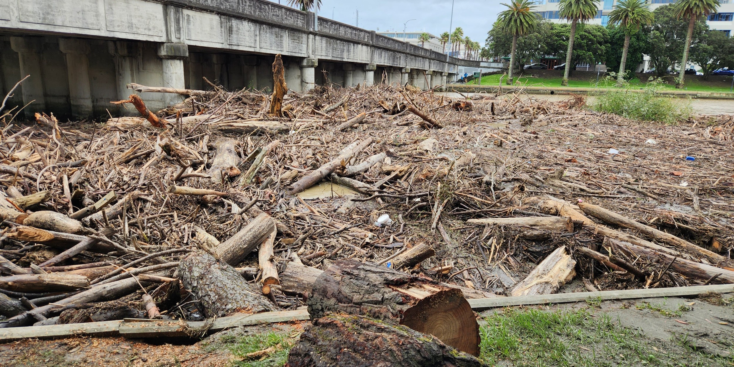 Stop forestry slash | Forest and Bird