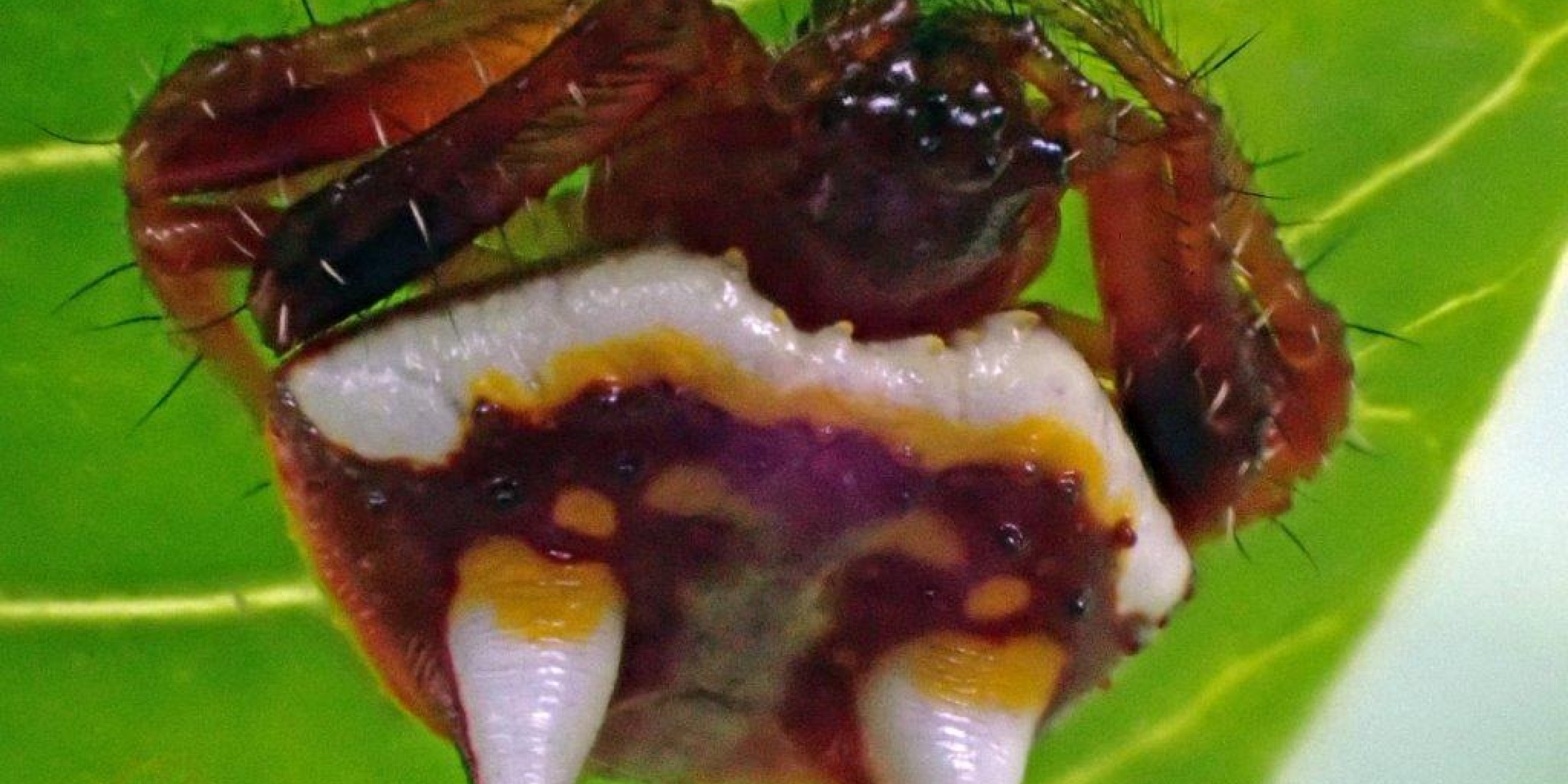 Matuku Reserve in detail | Forest and Bird