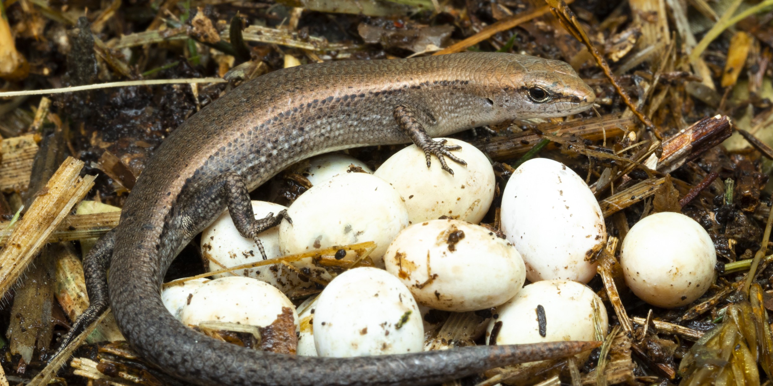 Plague skinks | Forest and Bird