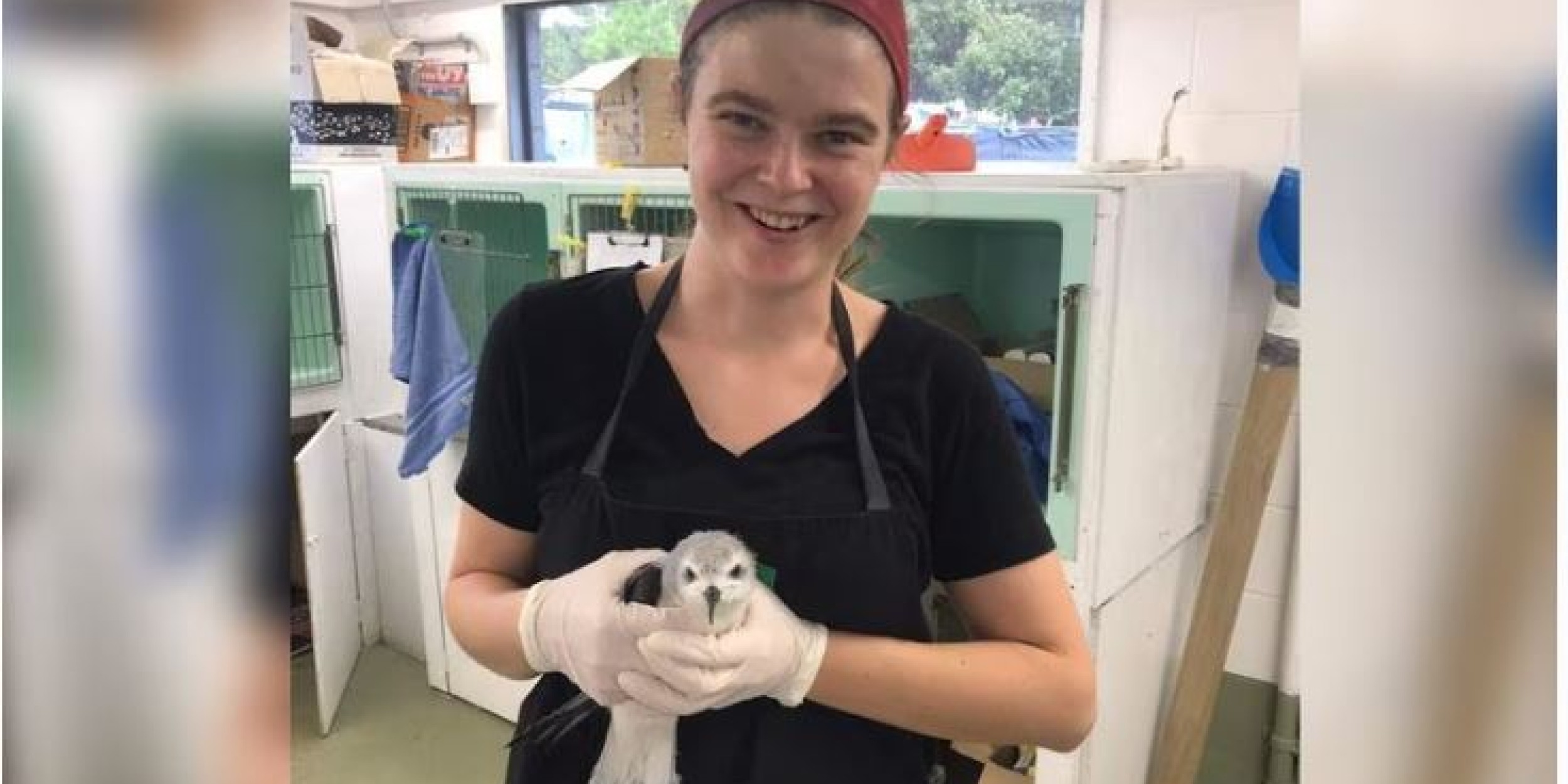 Exploring threats to seabirds from their own perspective | Forest and Bird