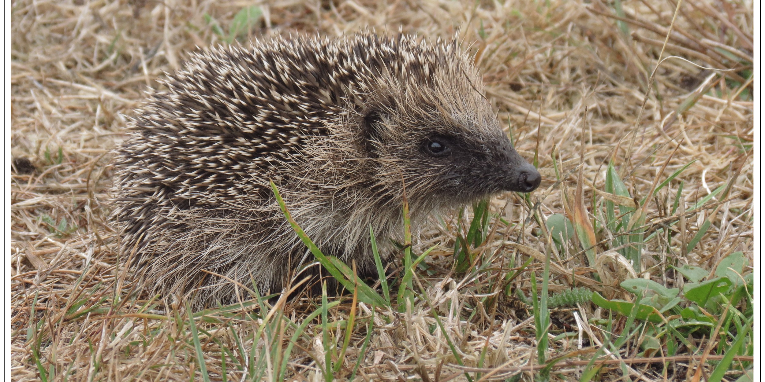 how to make a hedgehog trap