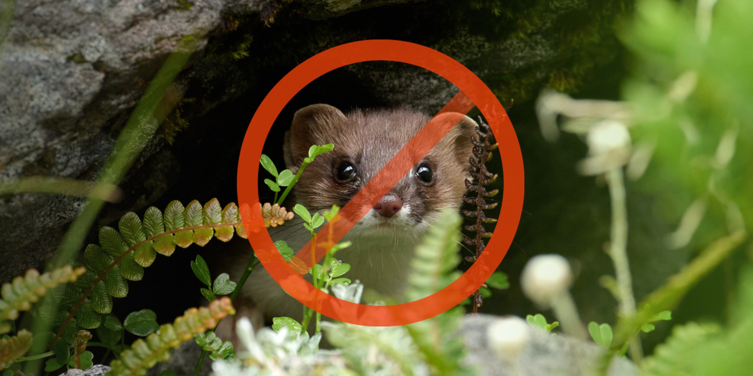 Giving Leader | Forest and Bird