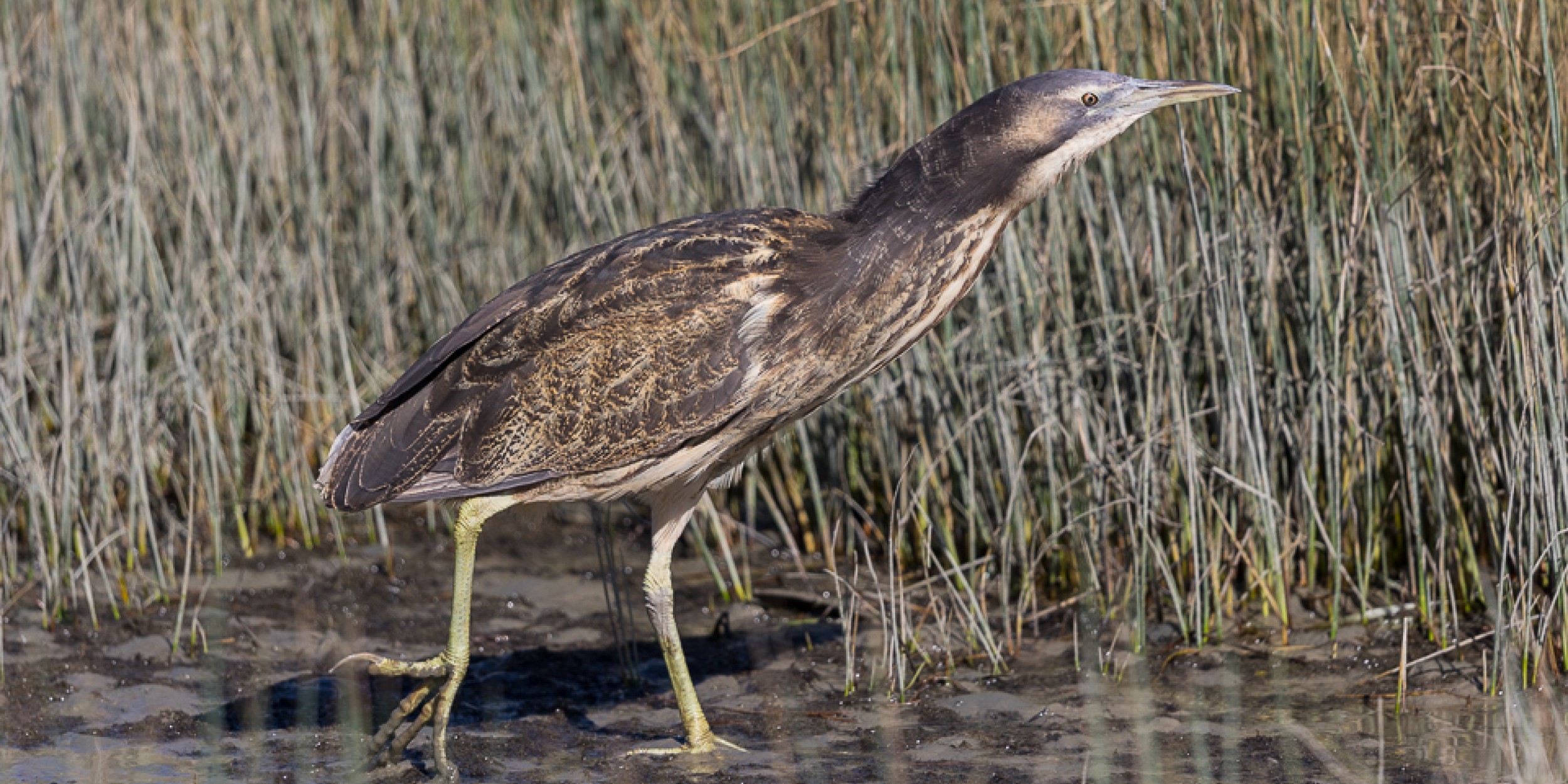 More on Matuku - a national Australasian Bittern Survey | Forest and Bird