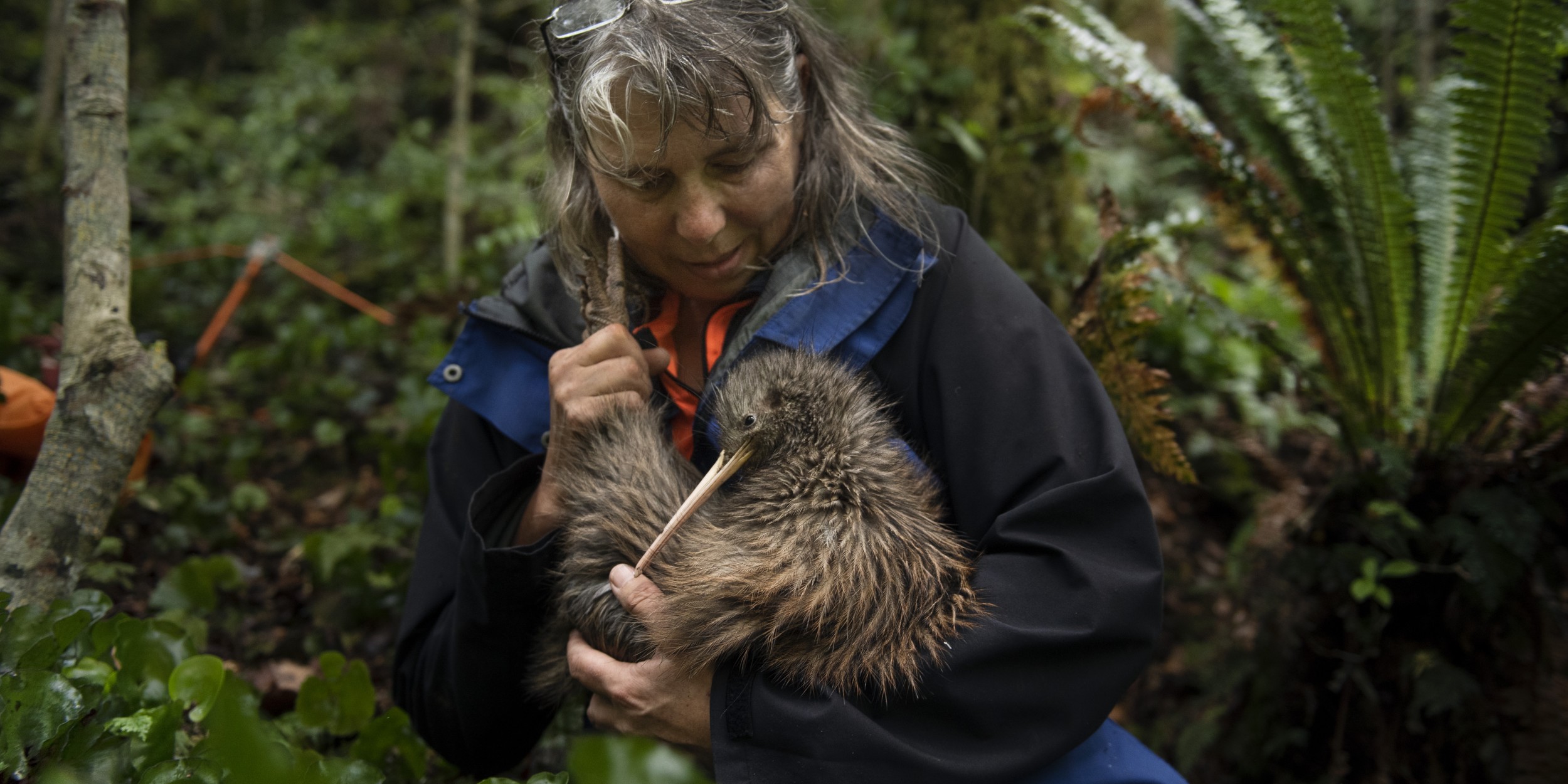 Kiwi in the capital | Forest and Bird