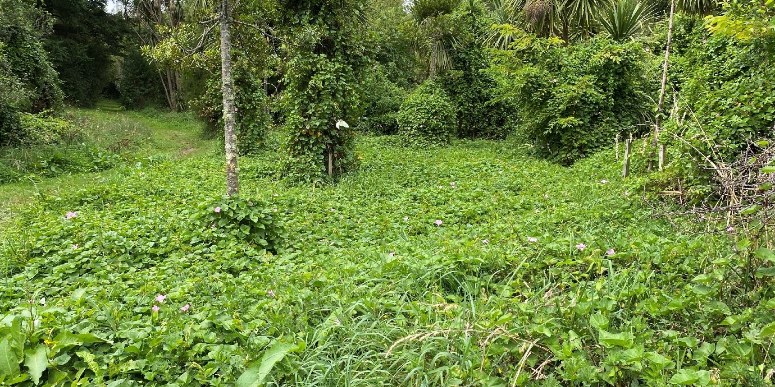 Linton Park West Project | Forest and Bird